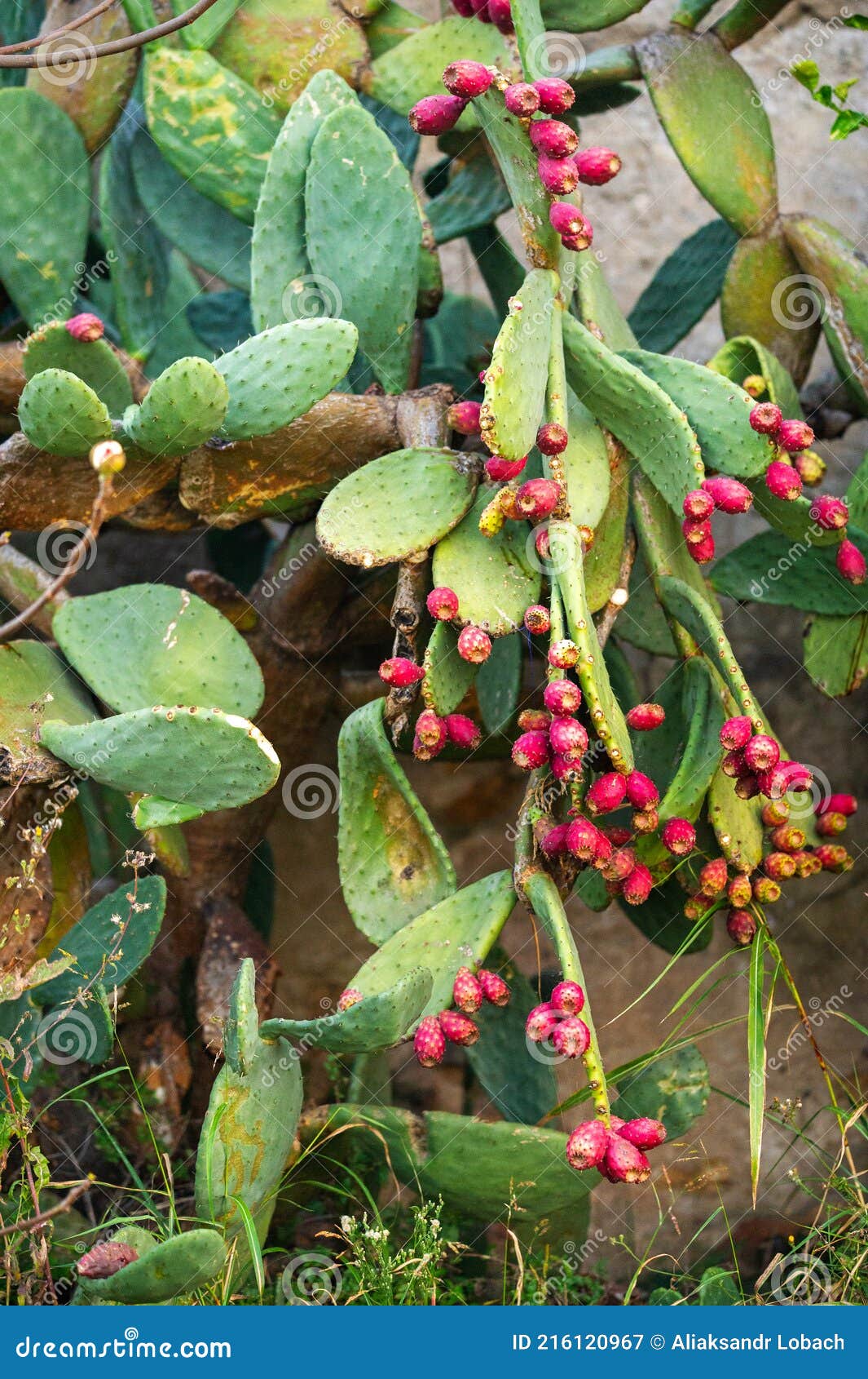 Nopal roja en italia imagen de archivo. Imagen de rojo - 216120967
