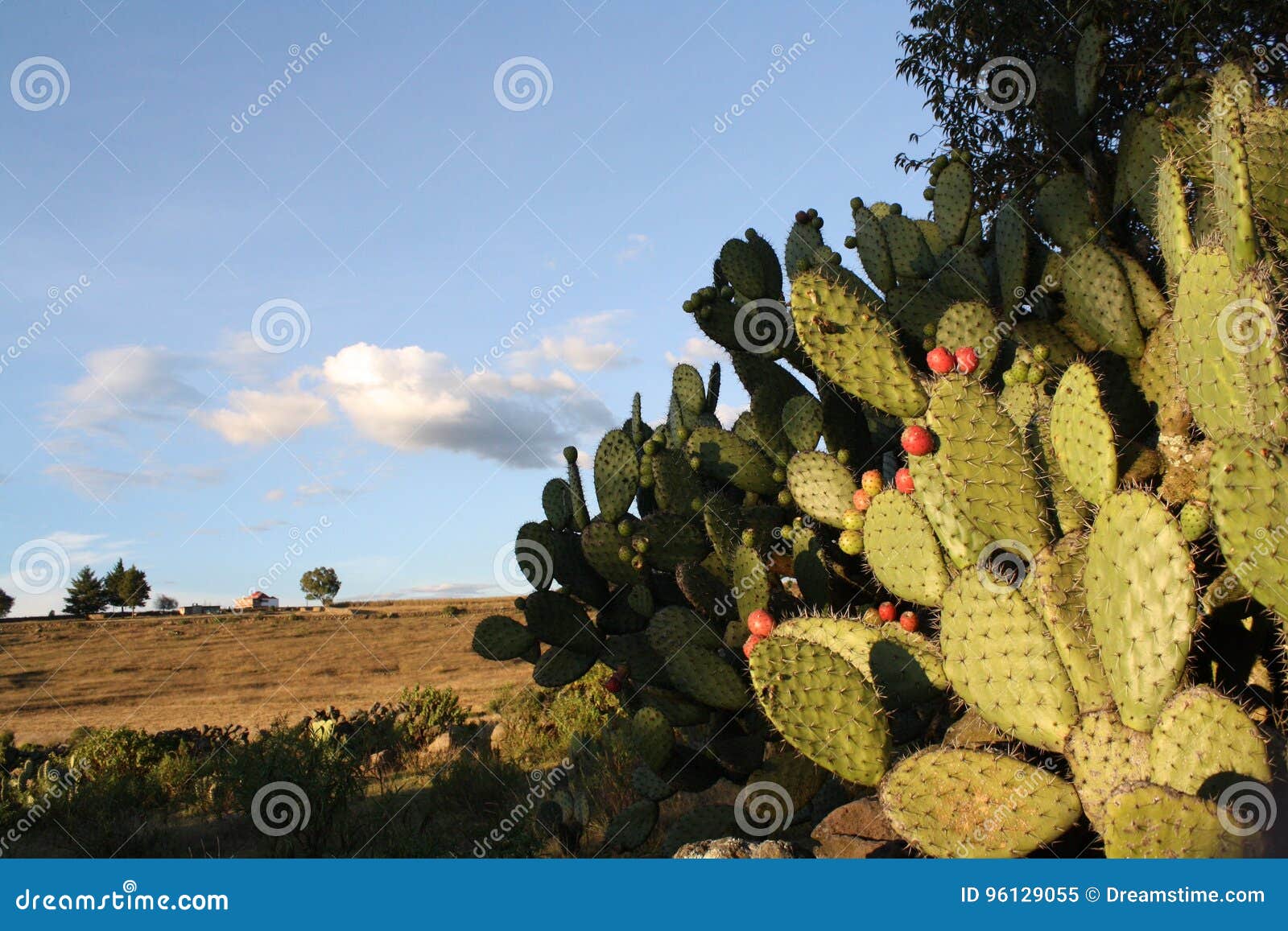 Nopalera della La immagine stock. Immagine di tradizionale - 96129055