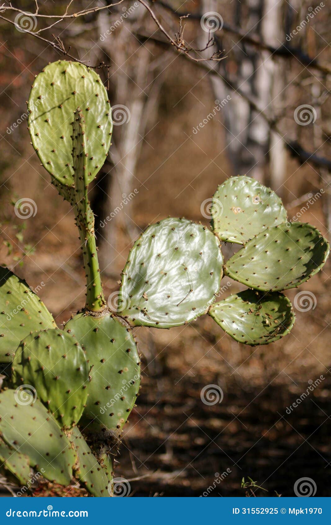 Nopales Cactus stock image. Image of nature, fresh, mexico - 31552925