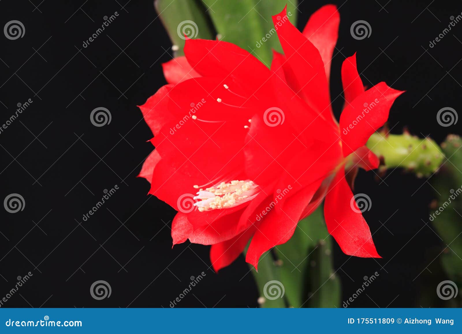 Nopalxochia Ackermannii Kunth Stock Image - Image of pink, flora: 175511809
