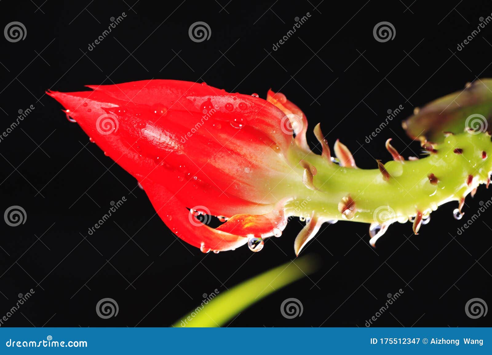 Nopalxochia Ackermannii Kunth Stock Image - Image of floral, natural ...