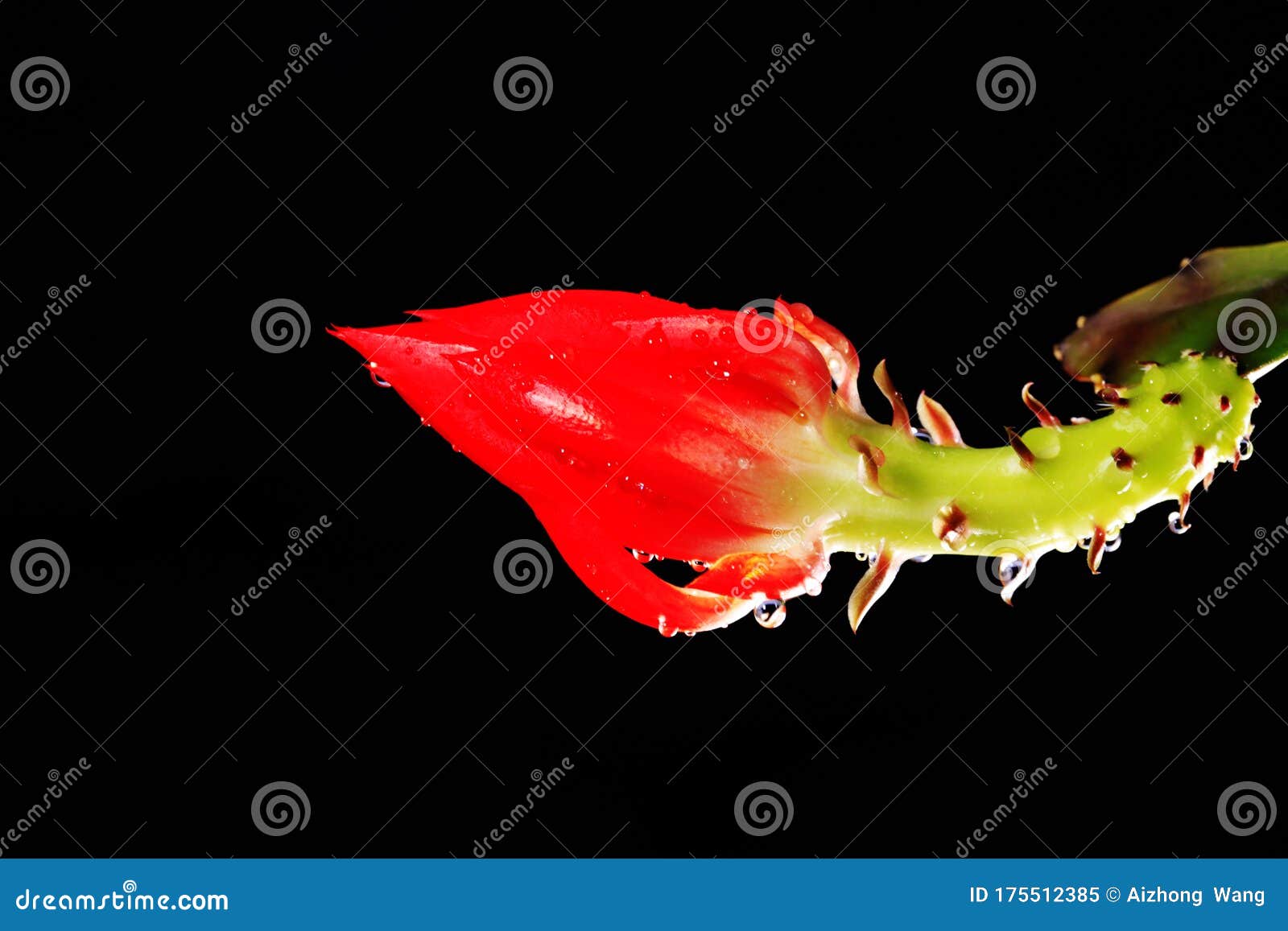 Nopalxochia Ackermannii Kunth Stock Image - Image of blooming ...