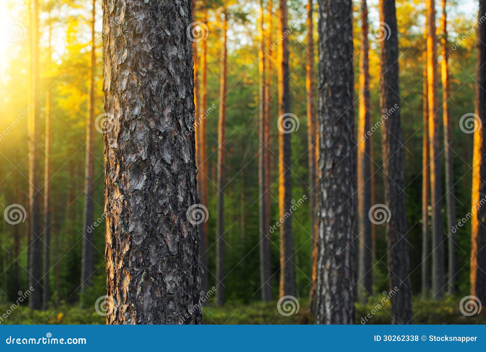 Pine Forest stock photo. Image of finnish, forest, outdoor - 30262338