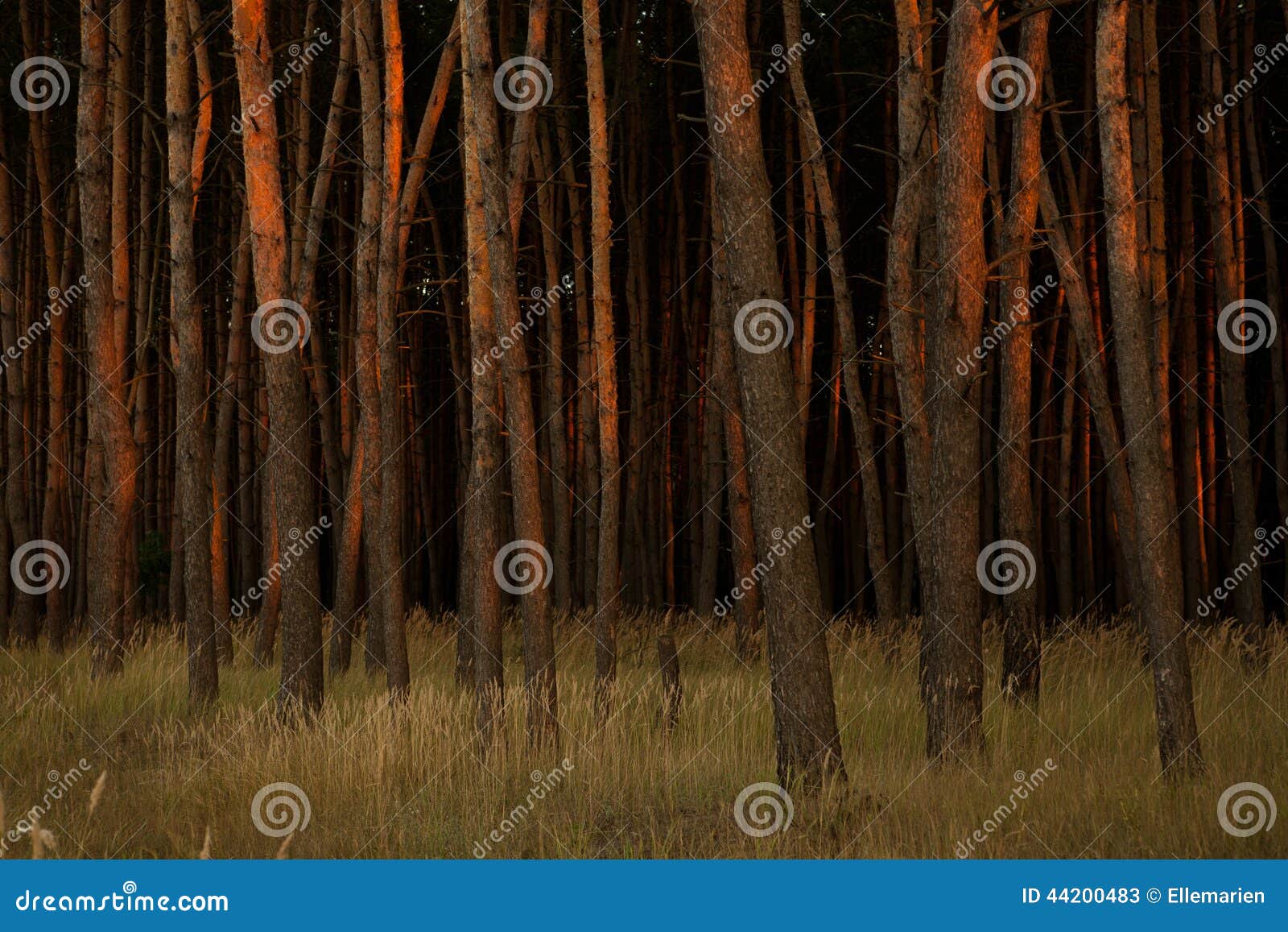 Nordic Pine Forest in Evening Light. Short Depth- Stock Image - Image ...