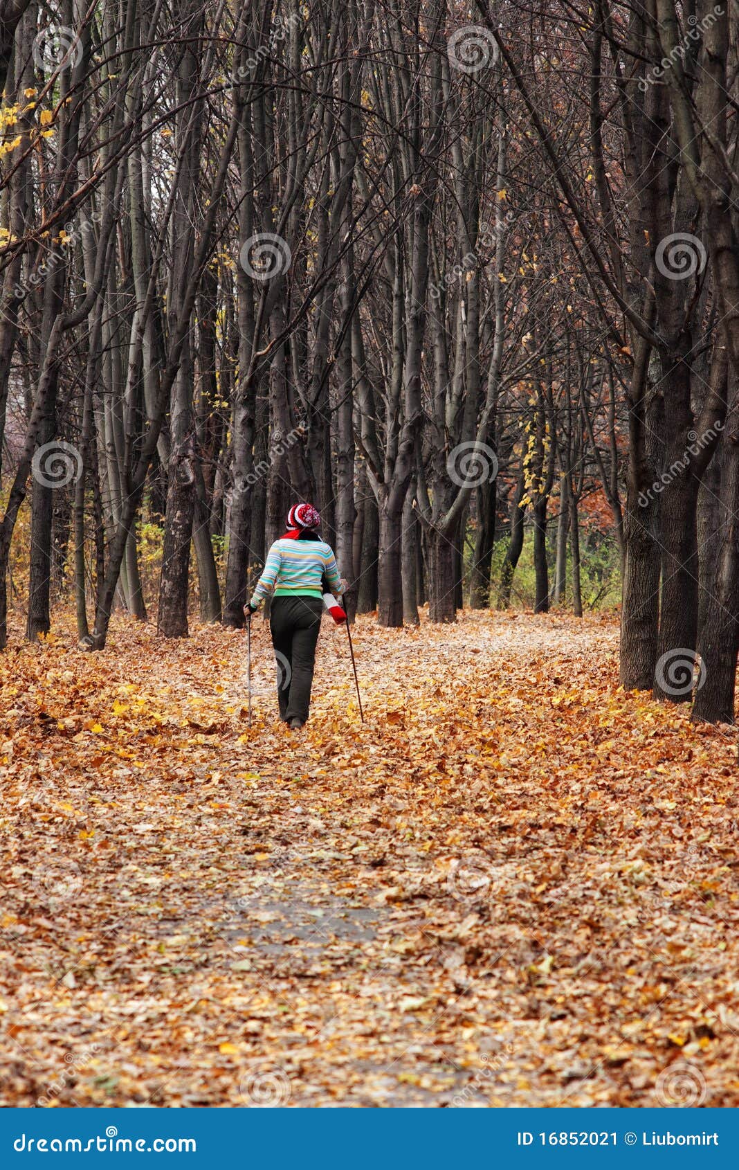 Nordic walking in fall stock image. Image of leisure - 16852021