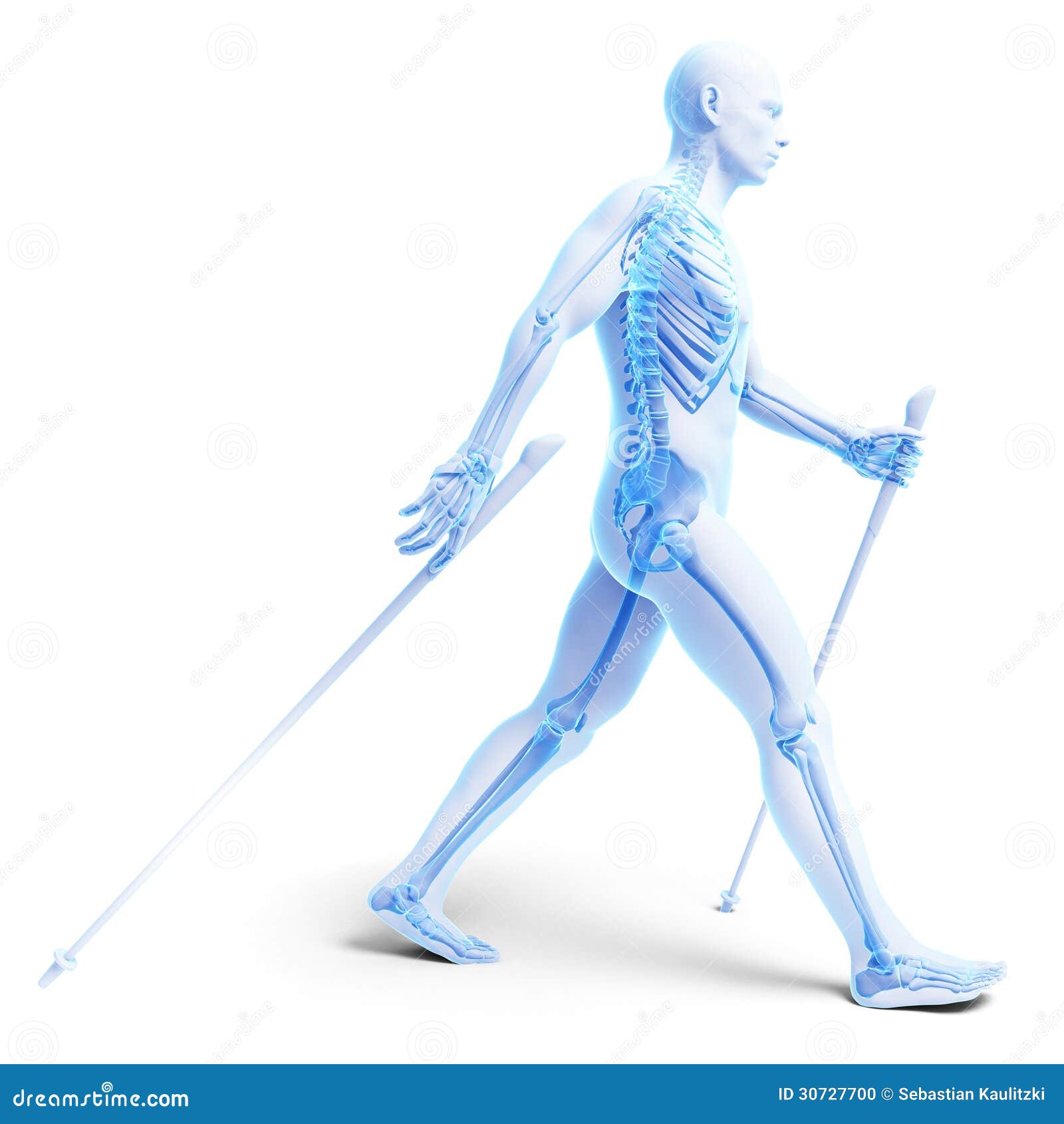 Nordic walking - skeleton stock illustration. Illustration of adventure ...