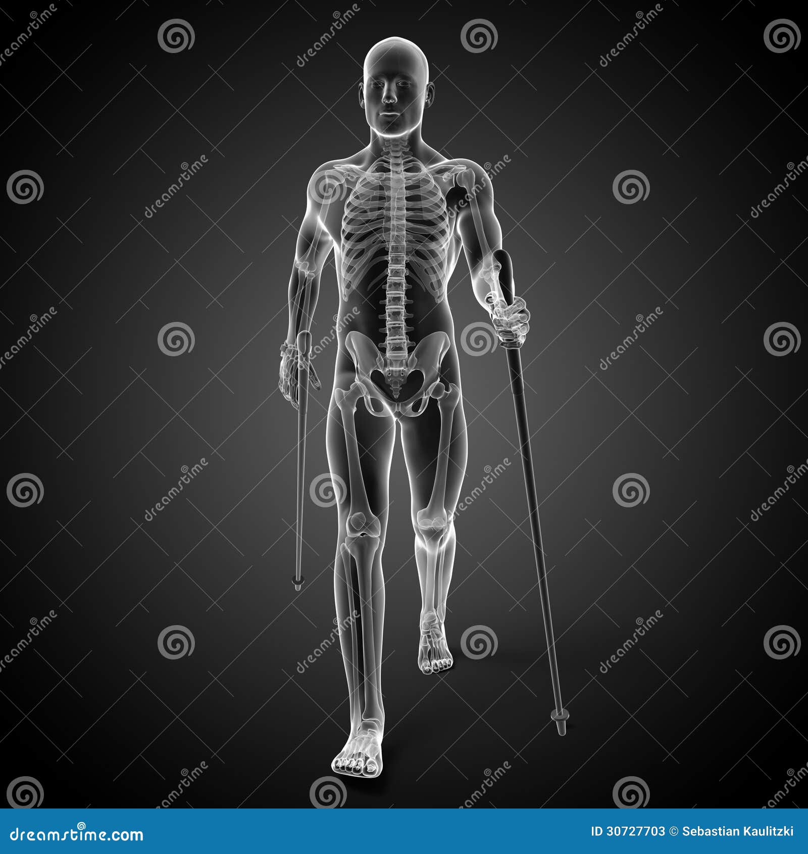 Nordic walking - skeleton stock illustration. Illustration of health ...