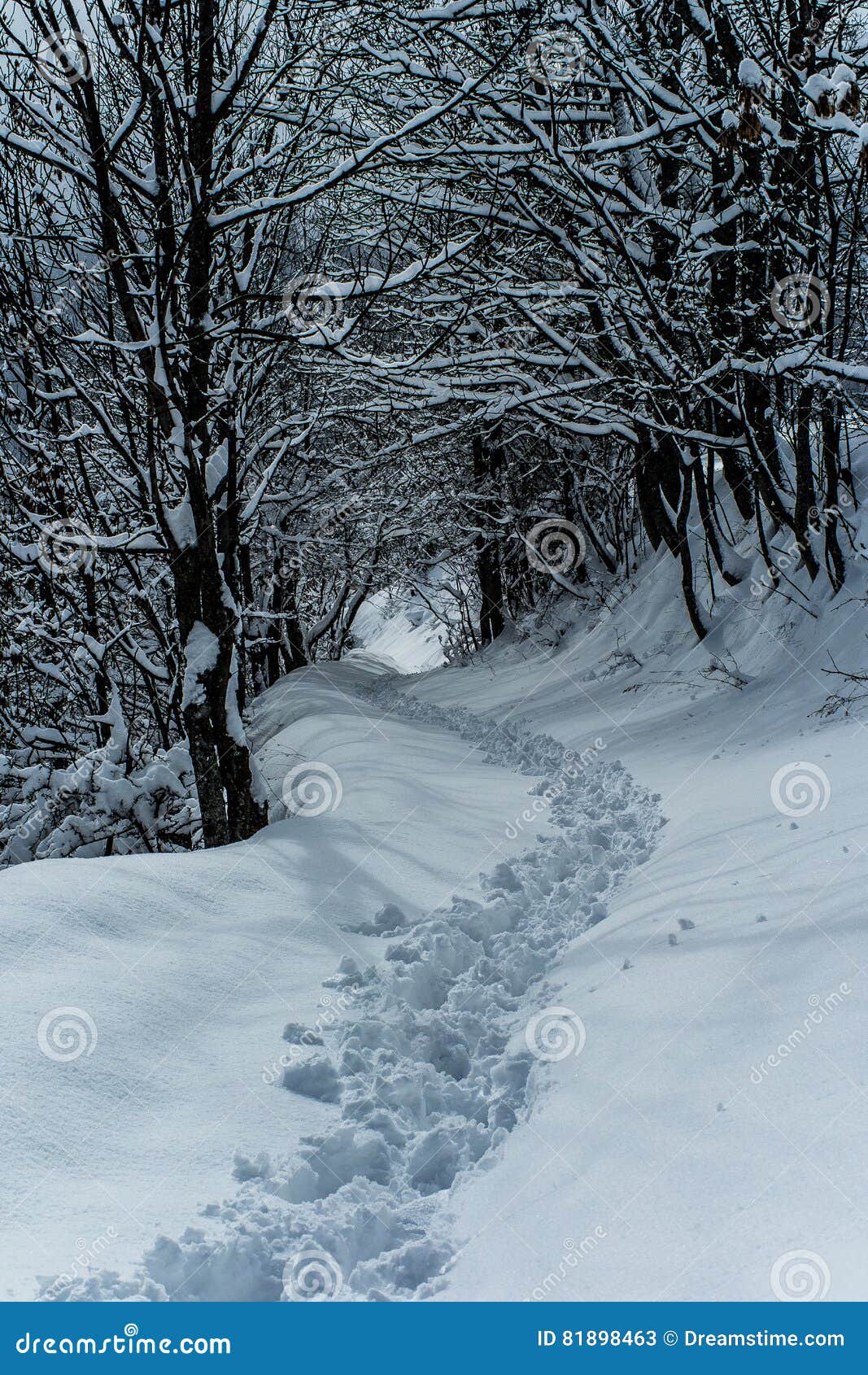 Nordic Walking in a Snow Pathway Stock Image - Image of neve ...