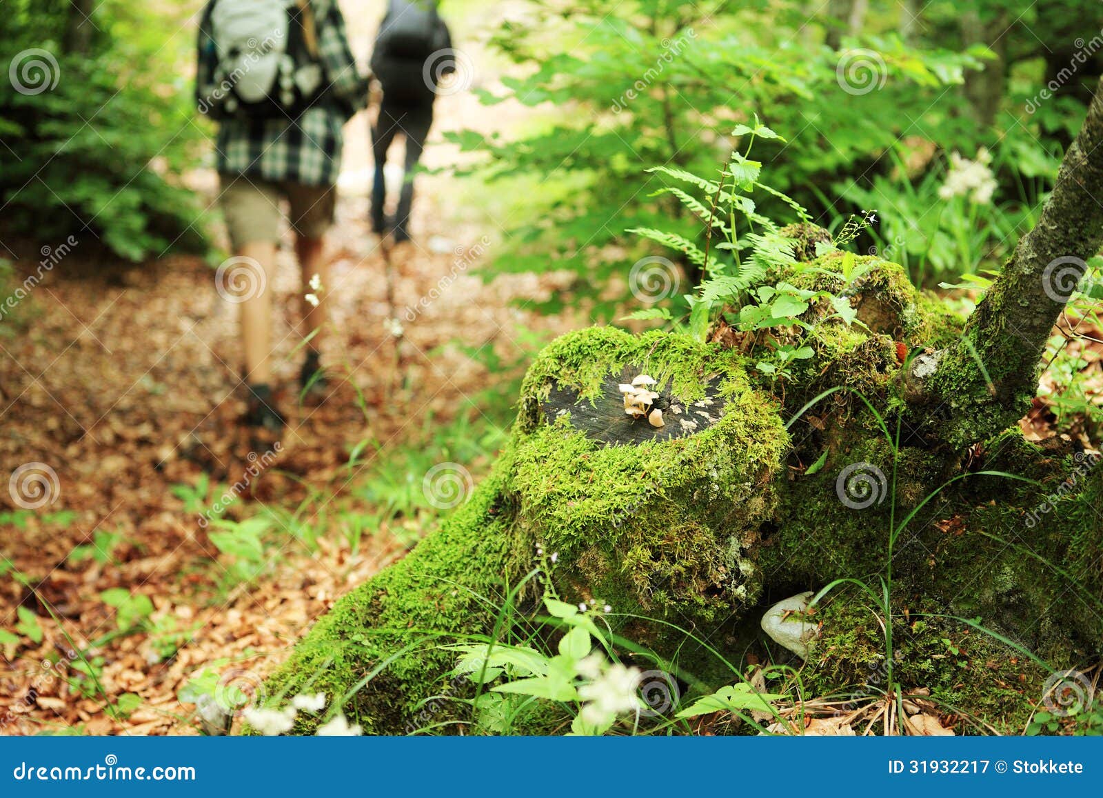 Nordic Walking stock image. Image of rear, pole, sports - 31932217