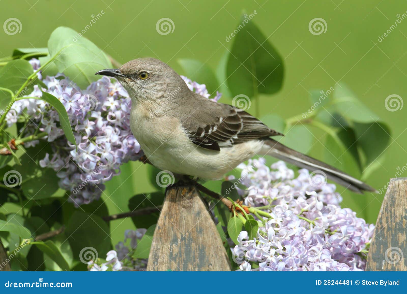 Nordspottdrossel (Mimus Polyglottos) Stockbild - Bild von fauna ...