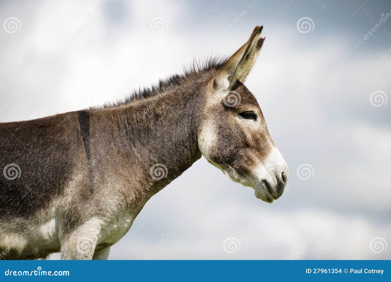 Donkey Profile Side View Portrait In Gray Color Stock Photo ...