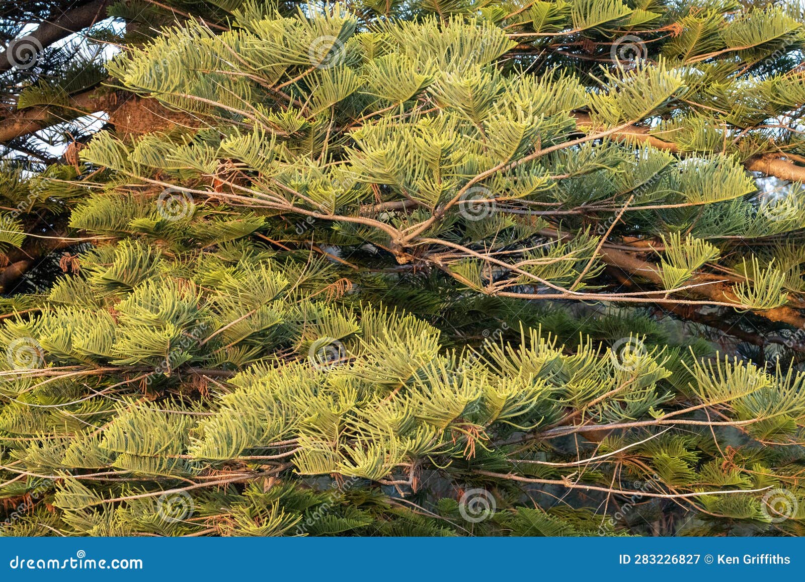 Norfolk Island Pine Tree stock image. Image of plant - 283226827