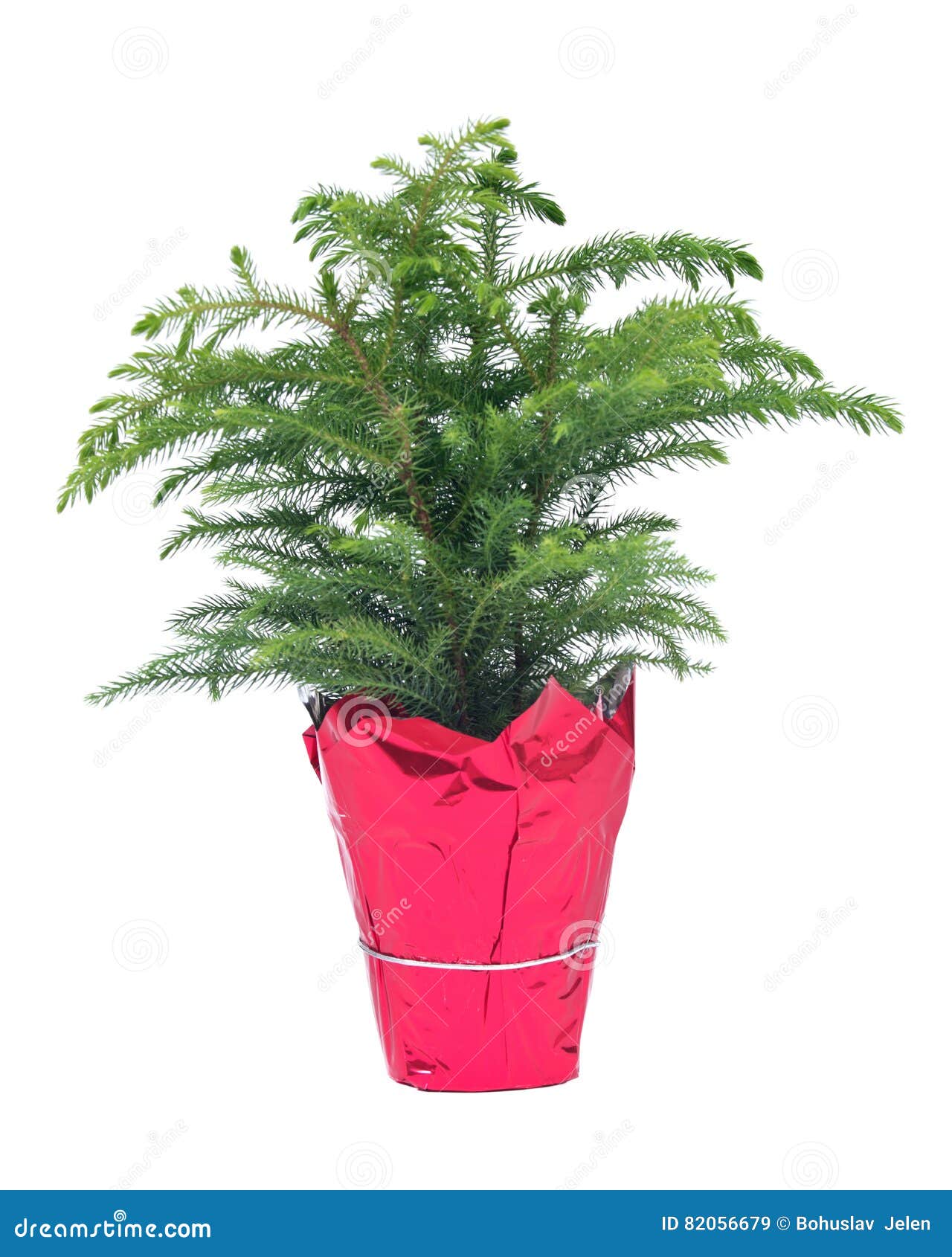 117 Norfolk Island Fir Tree Stock Photos - Free & Royalty-Free Stock ...