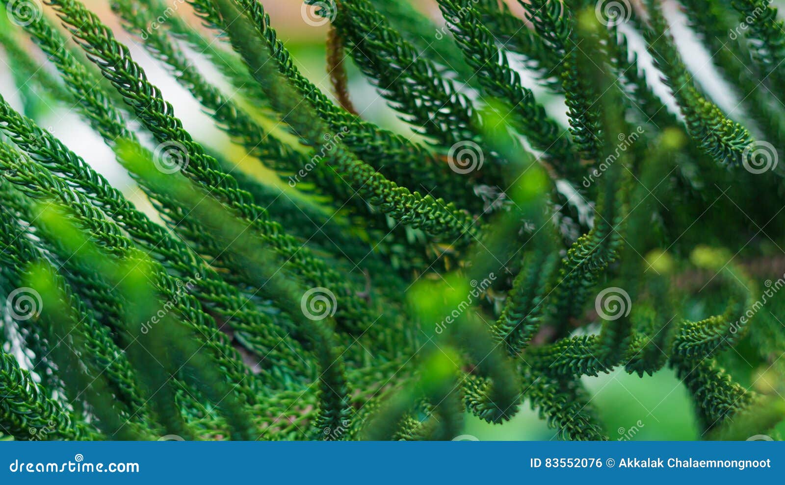 Norfolk Island Pine Tree & X28;soft Focus& X29; Stock Photo - Image of ...
