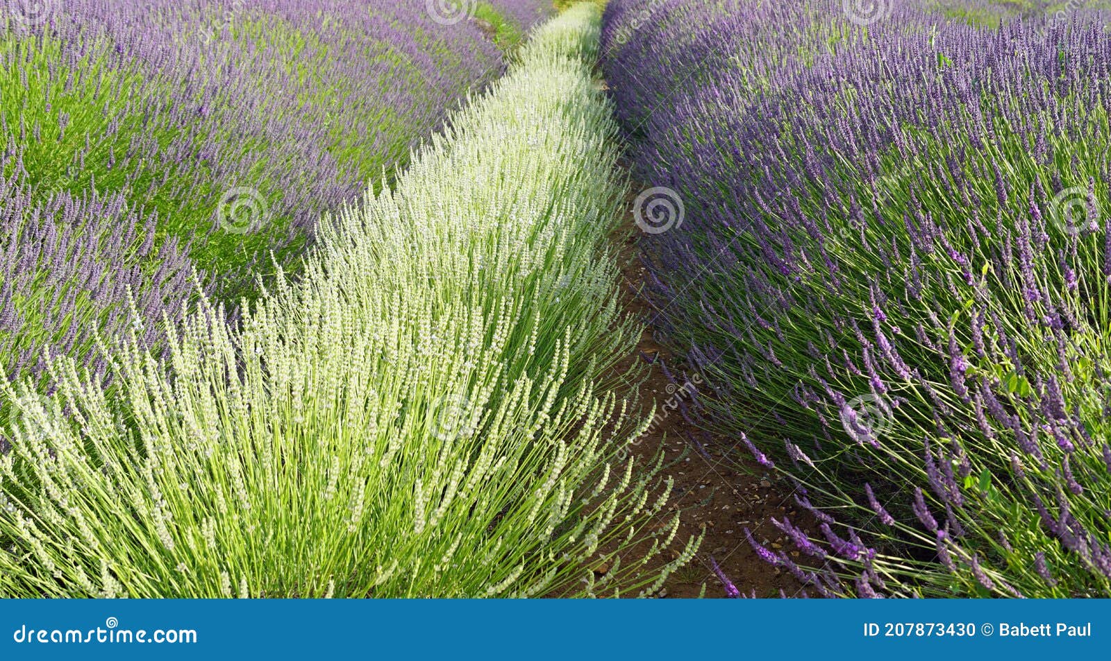 Norfolk Lavender Farm stock photo. Image of nature, field - 207873430