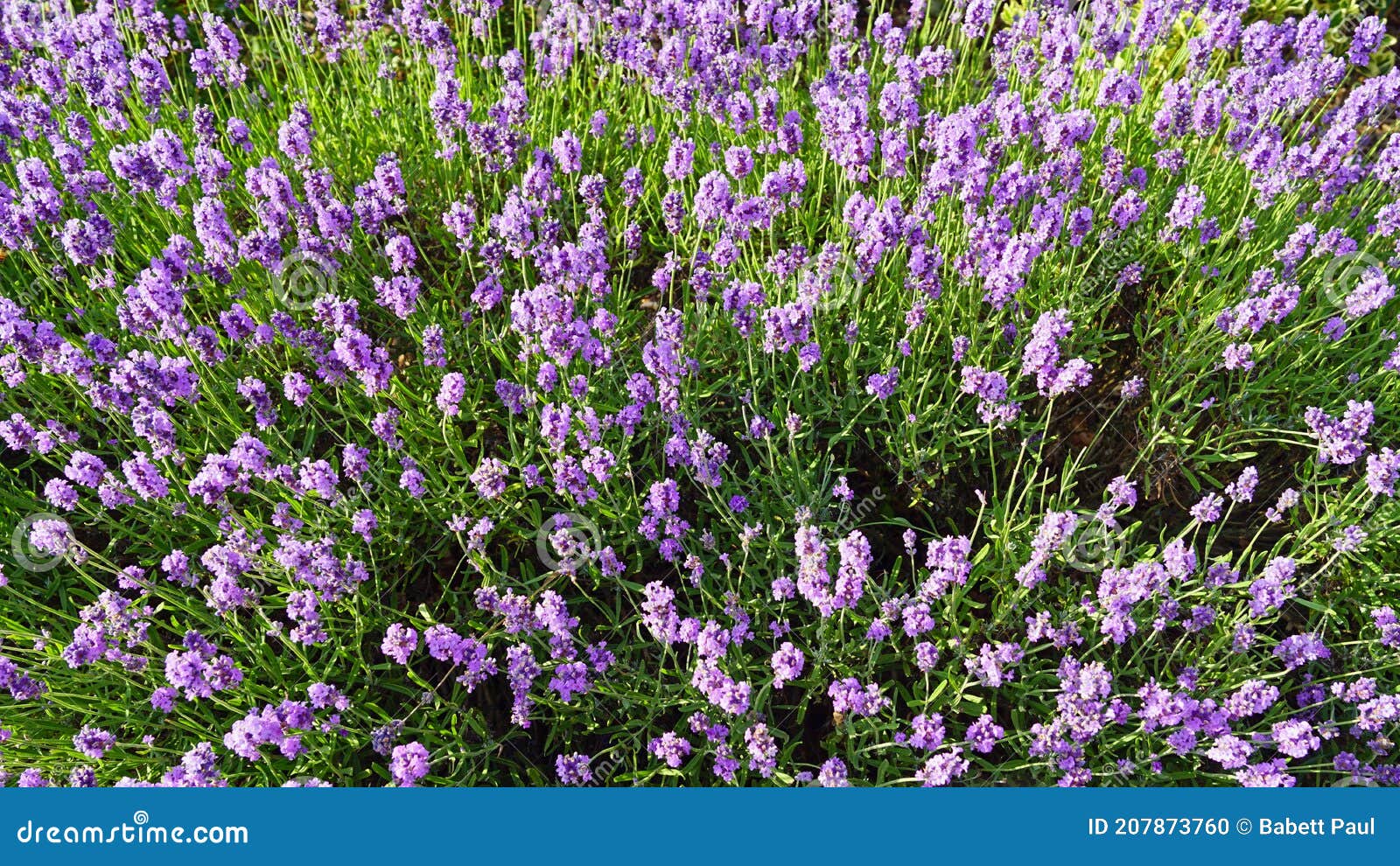 Norfolk Lavender Farm stock photo. Image of agriculture - 207873760