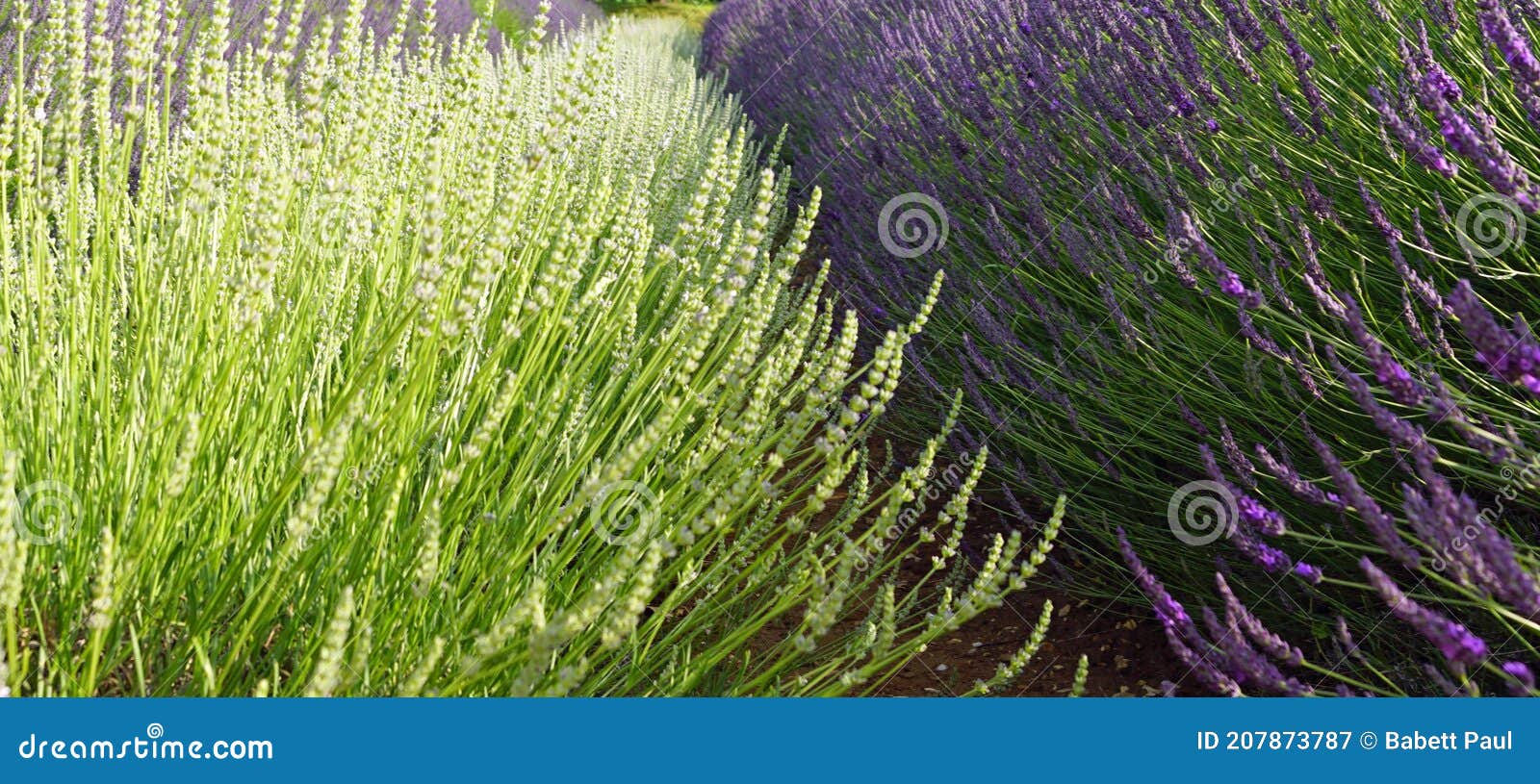 Norfolk Lavender Farm stock image. Image of blossom - 207873787