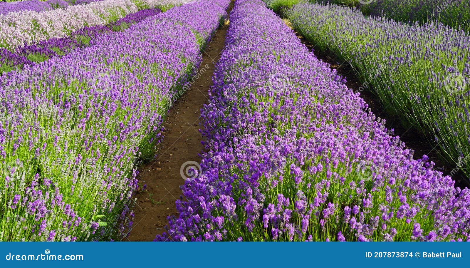 Norfolk Lavender Farm stock photo. Image of landscape - 207873874
