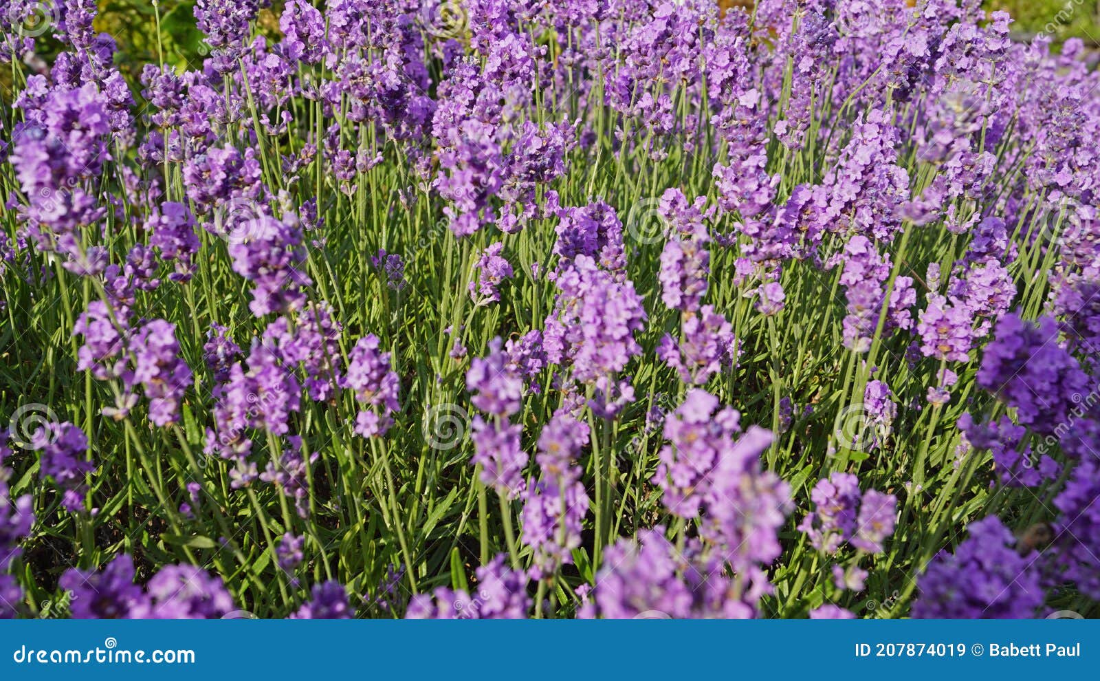 Norfolk Lavender Farm stock image. Image of nature, field - 207874019