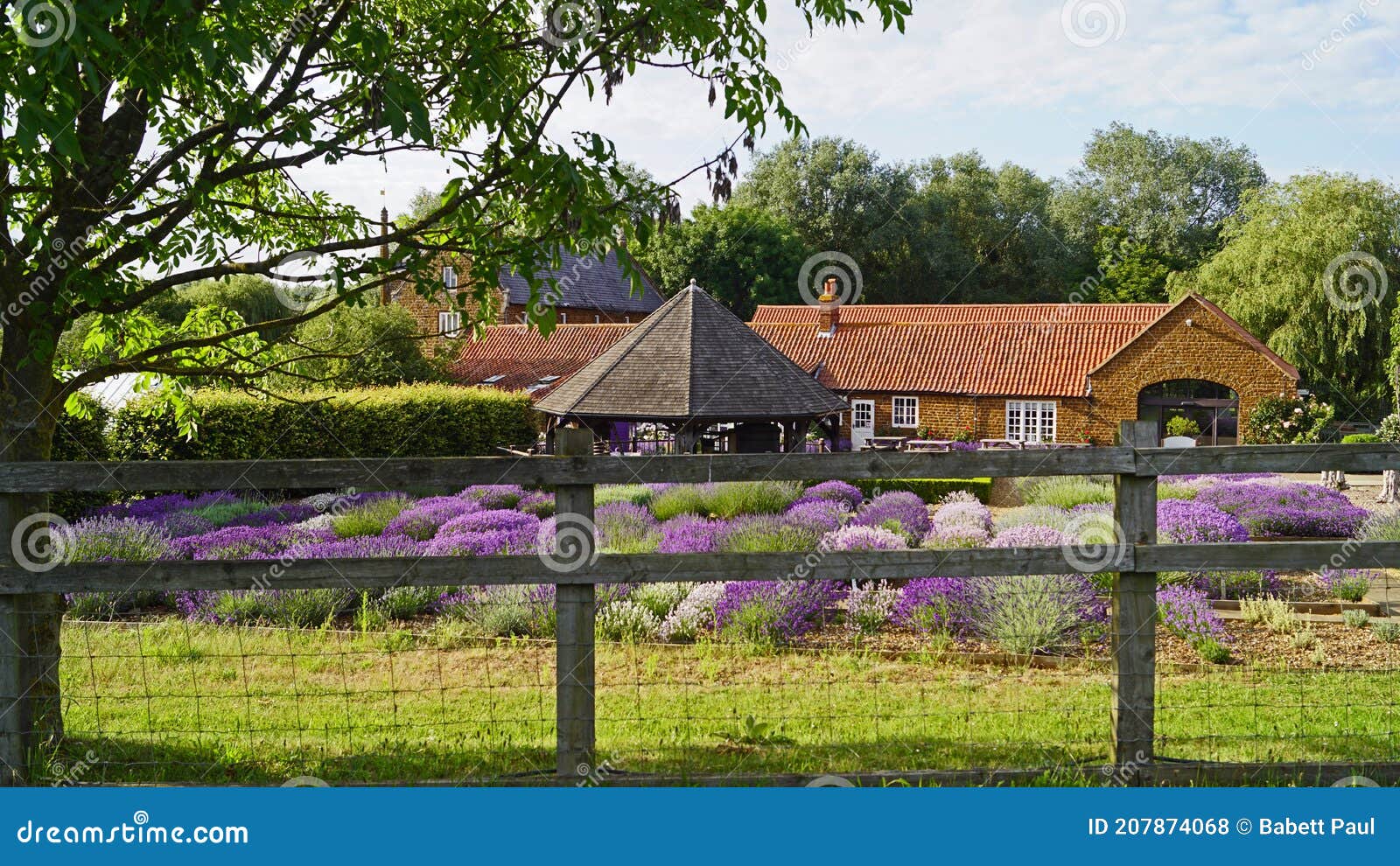 Norfolk Lavender Farm stock photo. Image of norfolk - 207874068
