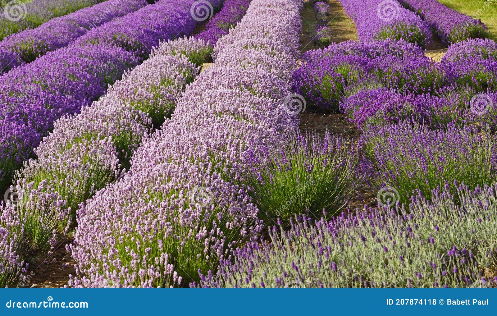 Norfolk Lavender Farm stock photo. Image of agriculture - 207874118