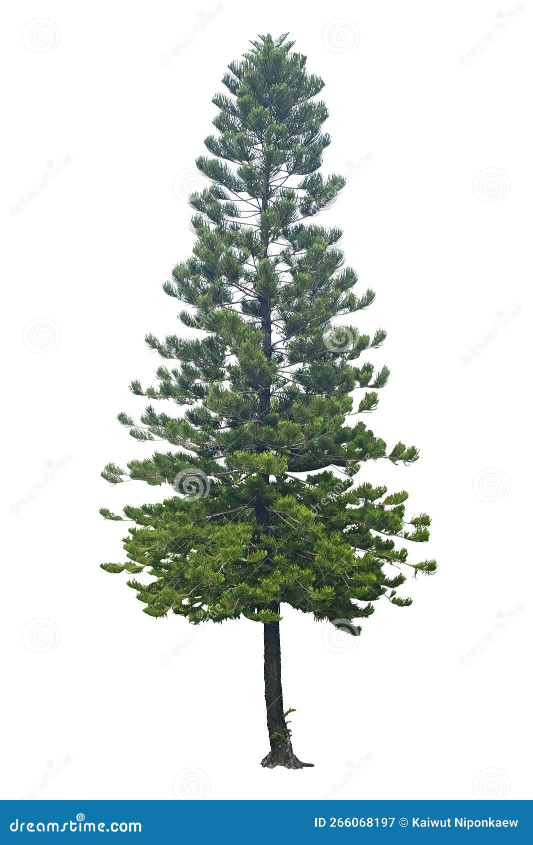Norfolk Pine or Araucaria Pine Tree Stock Image - Image of evergreen ...