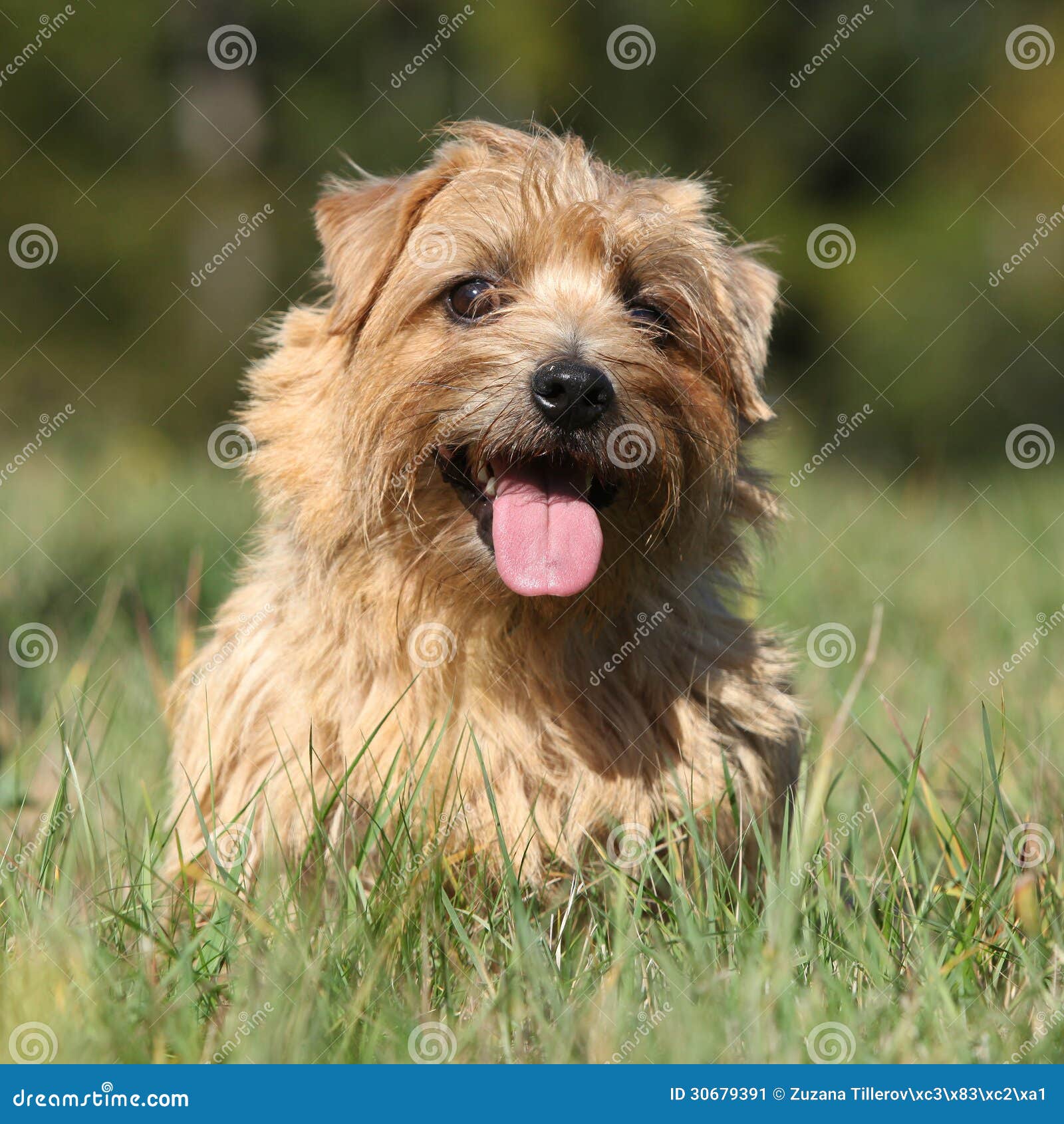 Norfolk Terrier Smiling at You Stock Image - Image of peace, pedigree ...