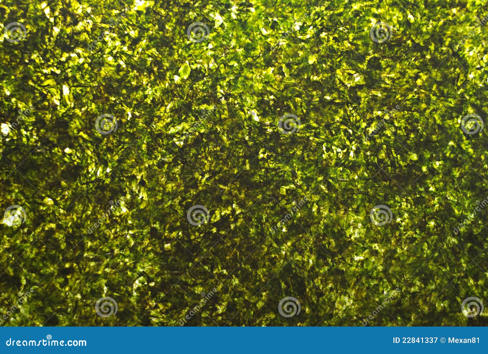 Nori stock image. Image of unusual, green, interesting - 22841337