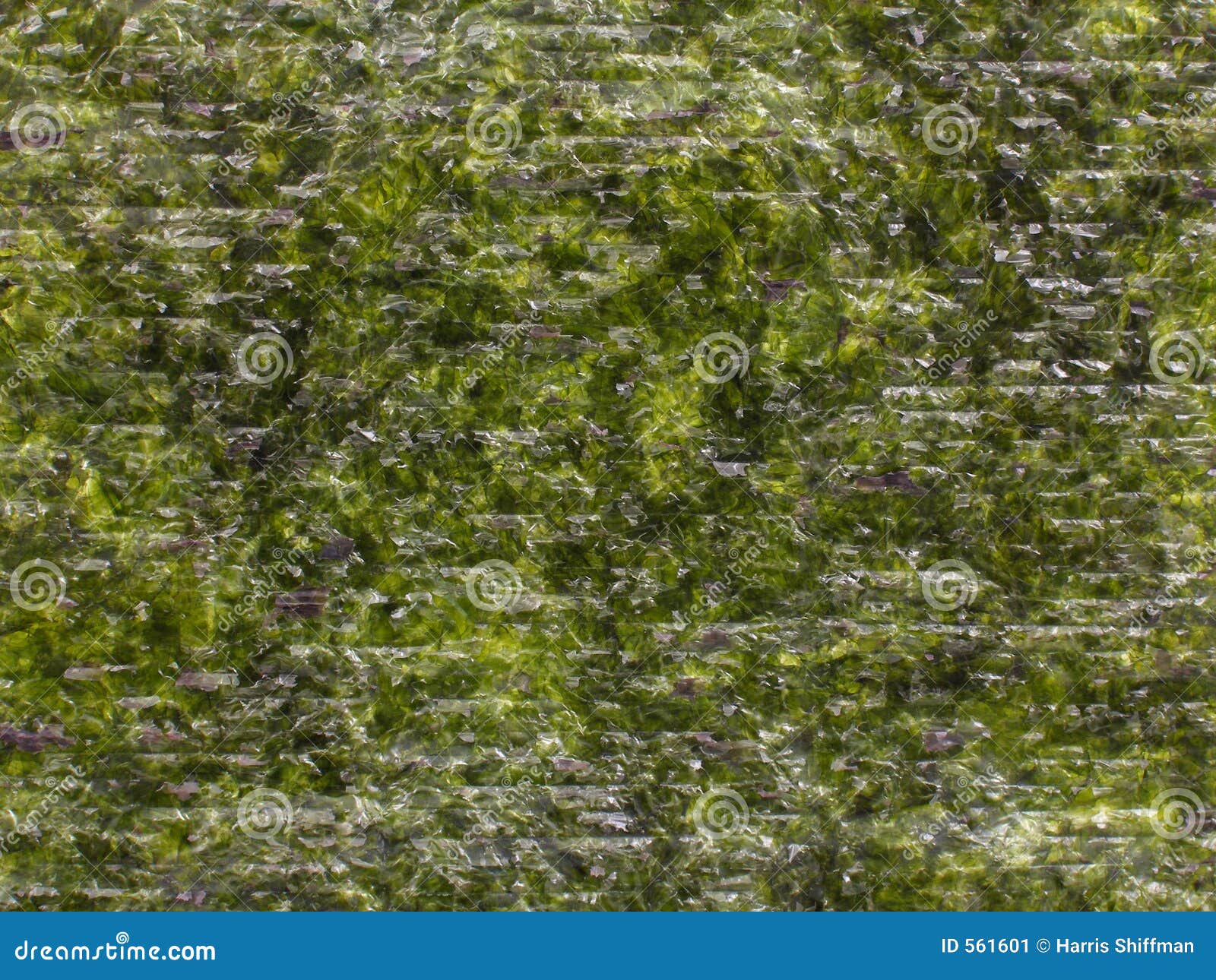 Nori stock image. Image of roasted, japanese, paper, seaweed - 561601