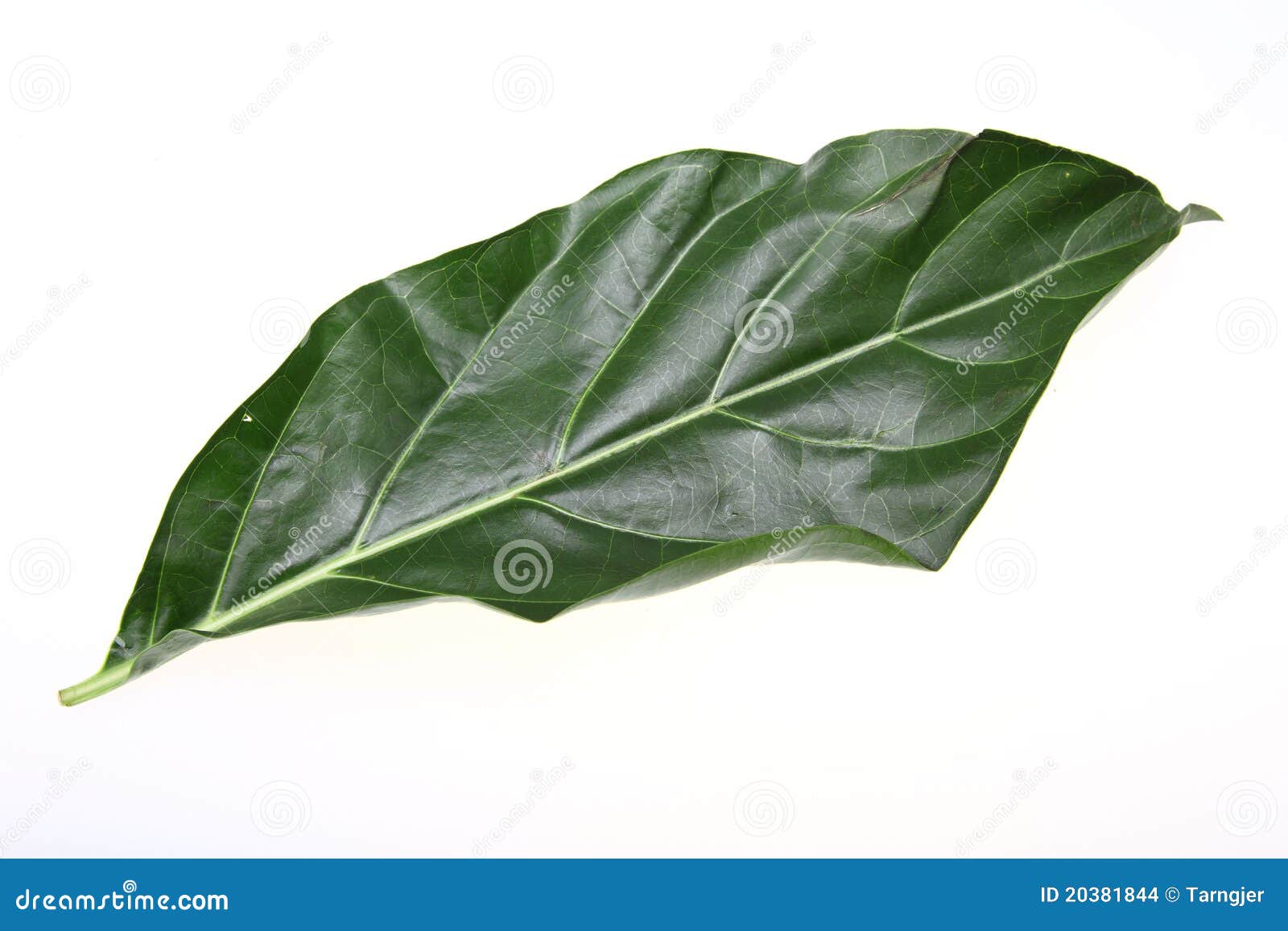 Nori Leaf stock photo. Image of freshness, nature, plant - 20381844