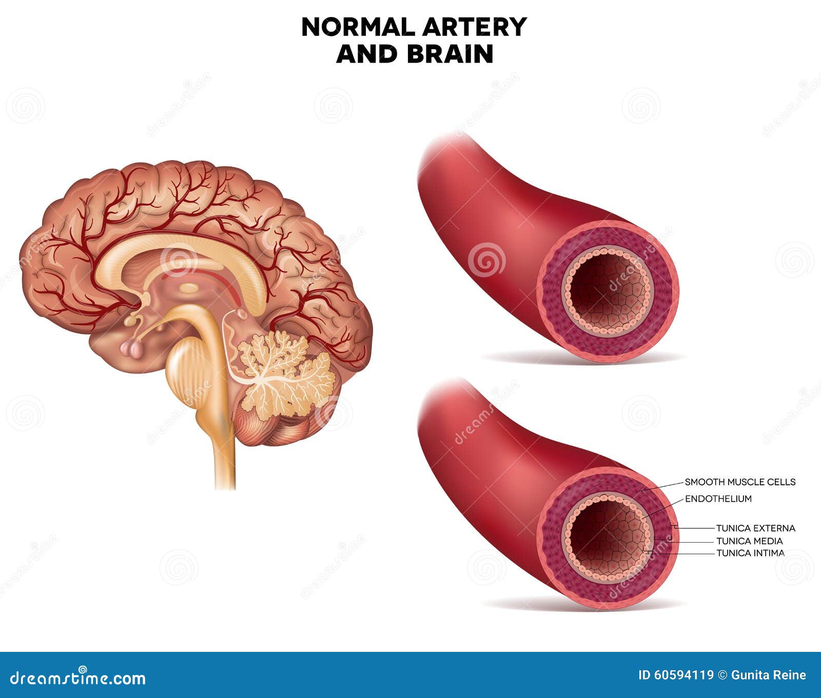 Normal Artery Structure and Brain Stock Vector - Illustration of parts ...
