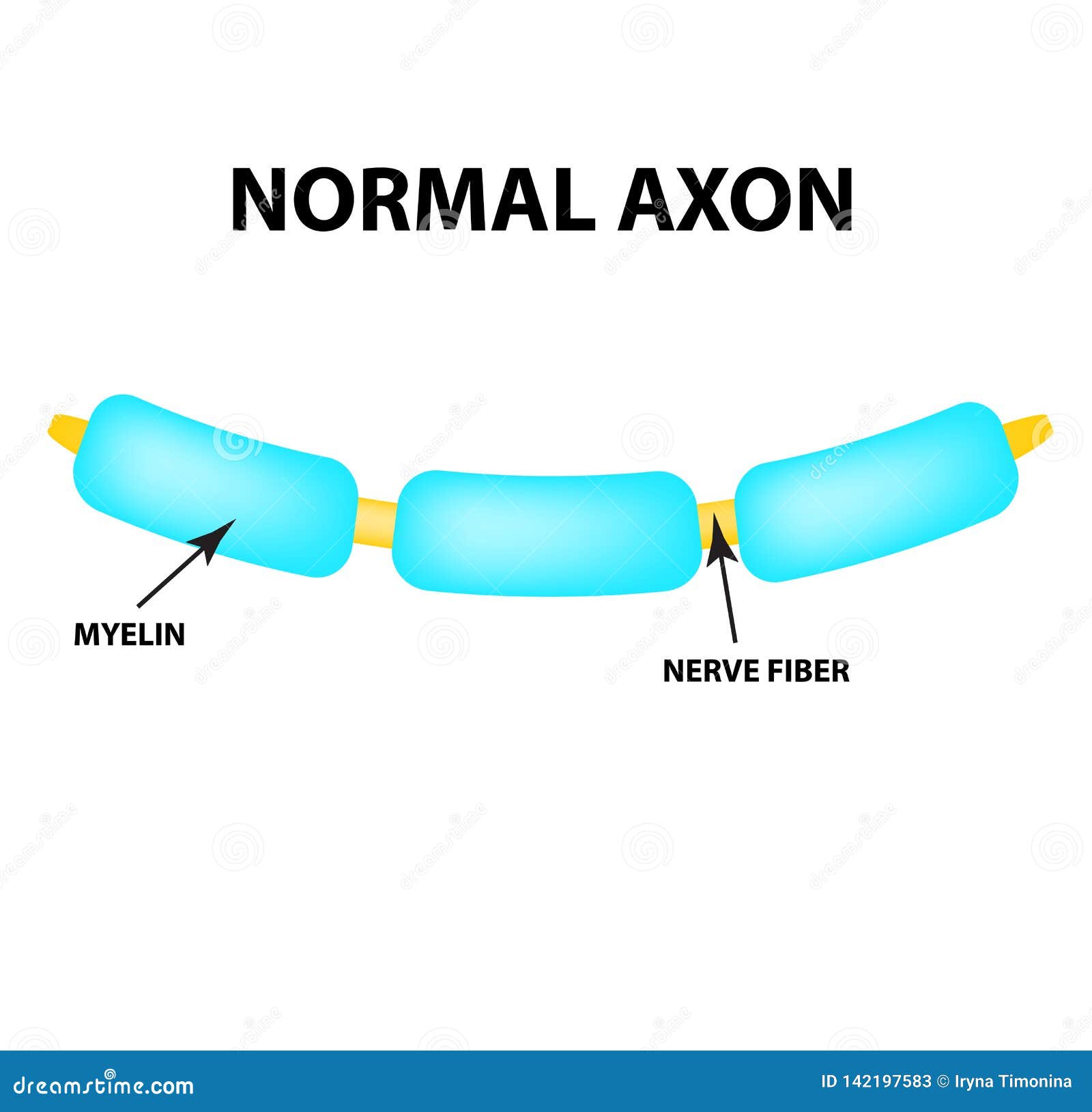 Axon Vector Illustration. Labeled Diagram With Explanation And ... Axon Vector Illustration. Labeled Diagram With Explanation And ...