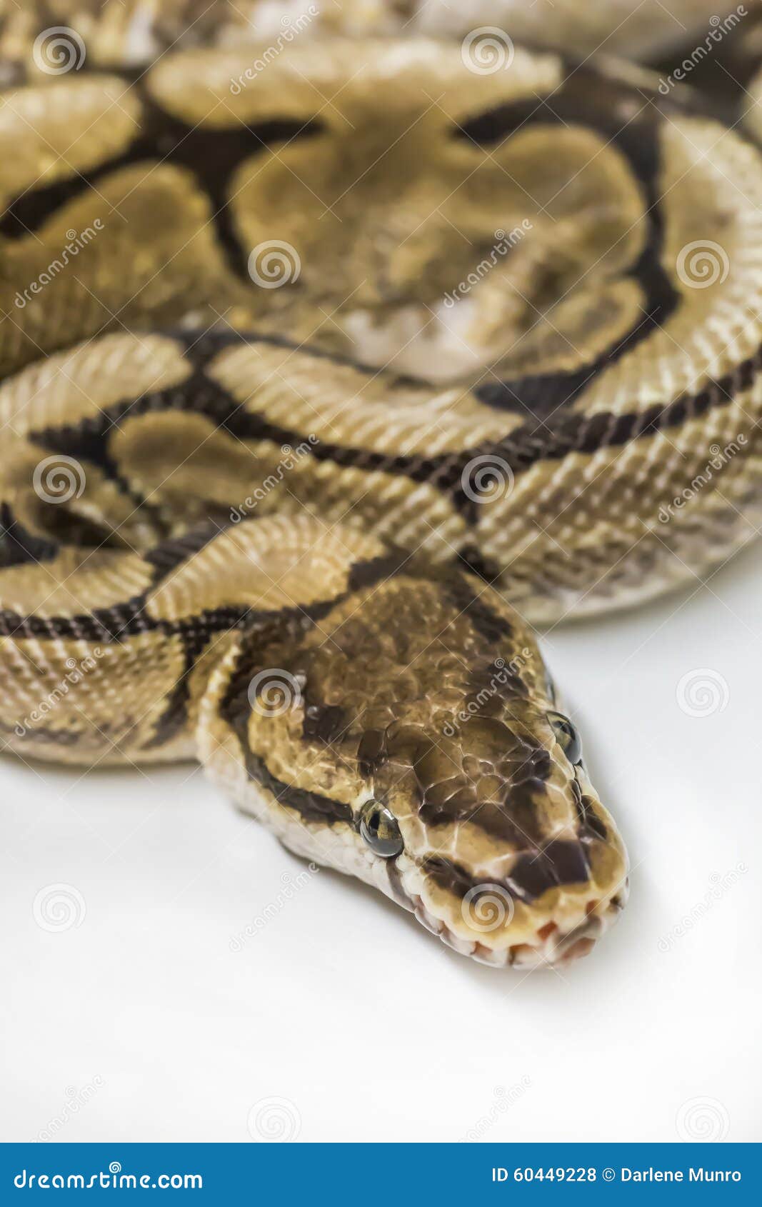 Normal Ball Python stock photo. Image of animal, vertebrate - 60449228