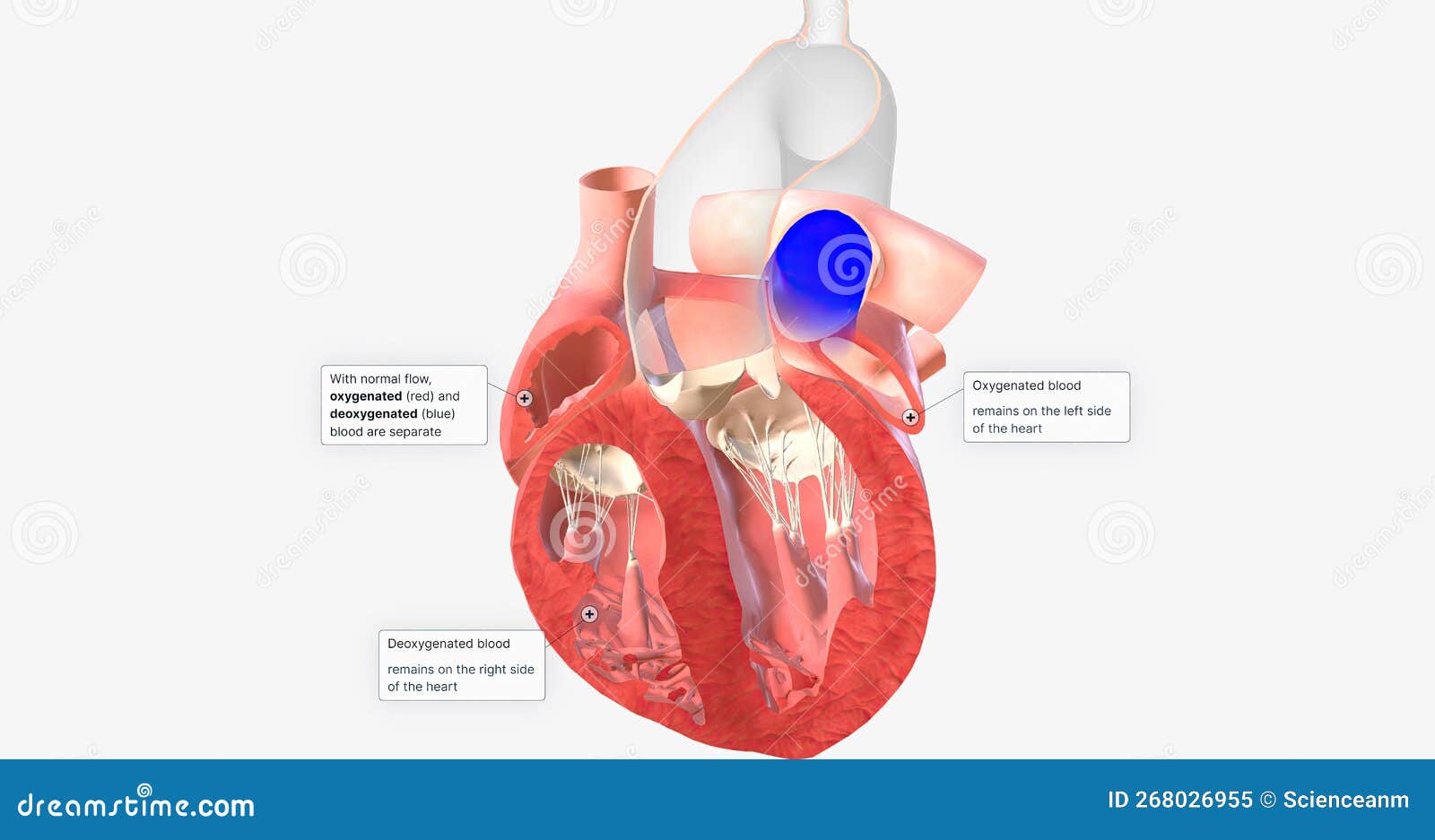 Normal Blood Flow in the Heart Stock Illustration - Illustration of ...