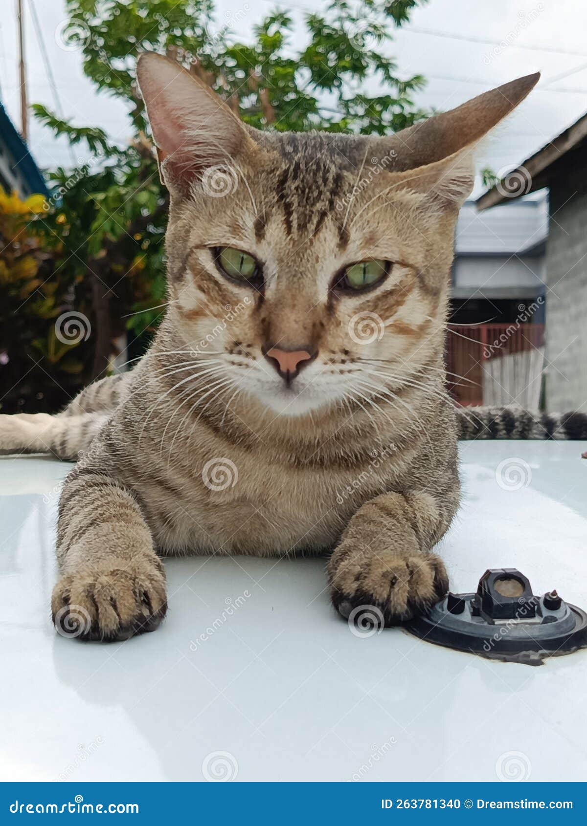 Normal cat in indonesia stock photo. Image of indonesia - 263781340