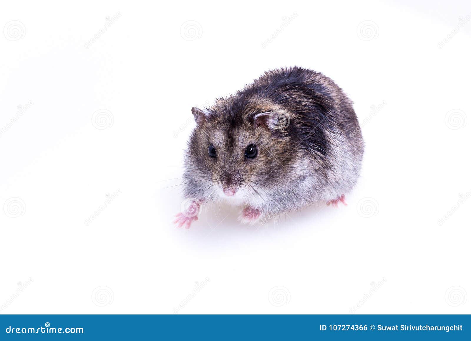 Dwarf Winter White Hamster Colors