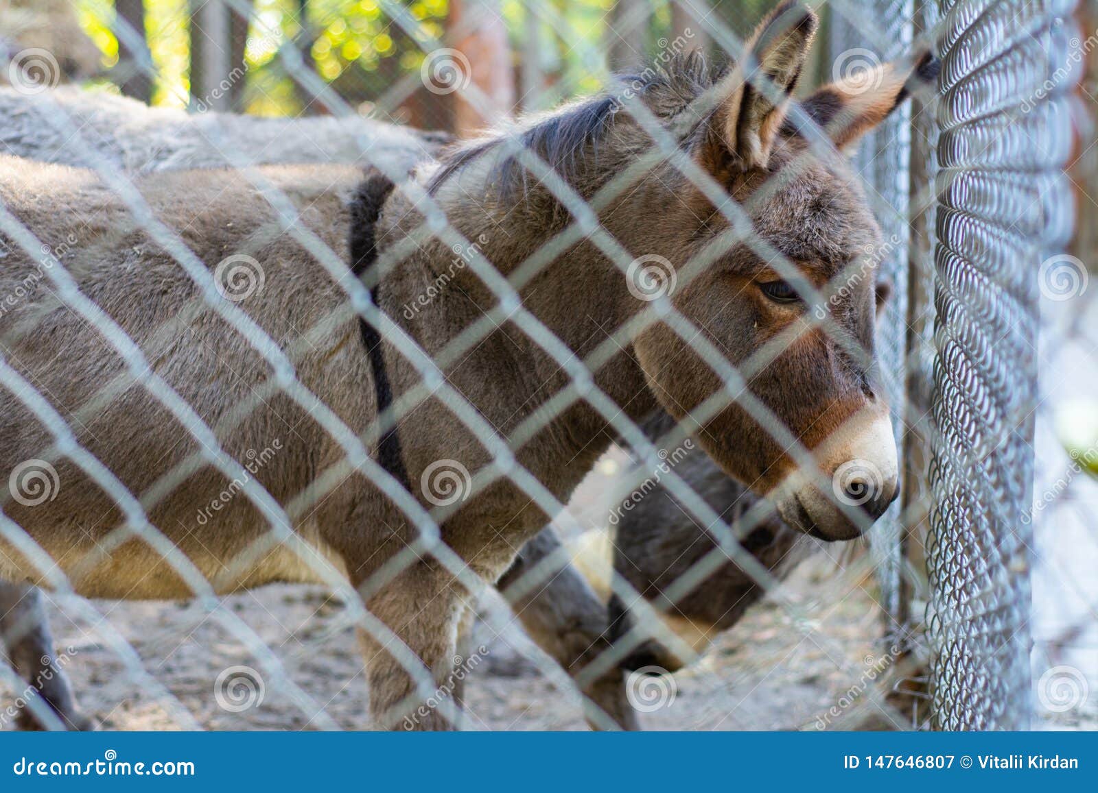 A Normal Donkey Stands Behind a Cage at the Zoo. Stock Image - Image of ...