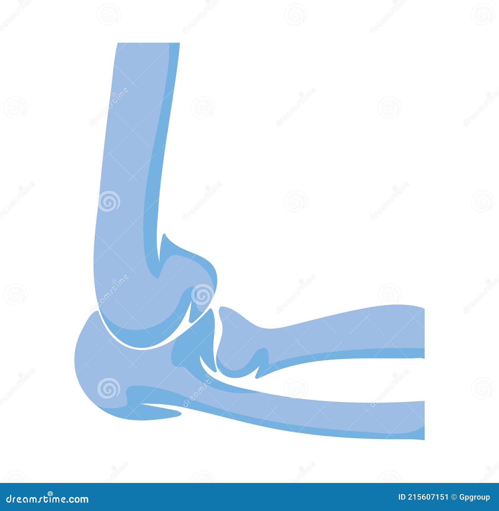 Normal elbow joints stock vector. Illustration of orthopedic - 215607151