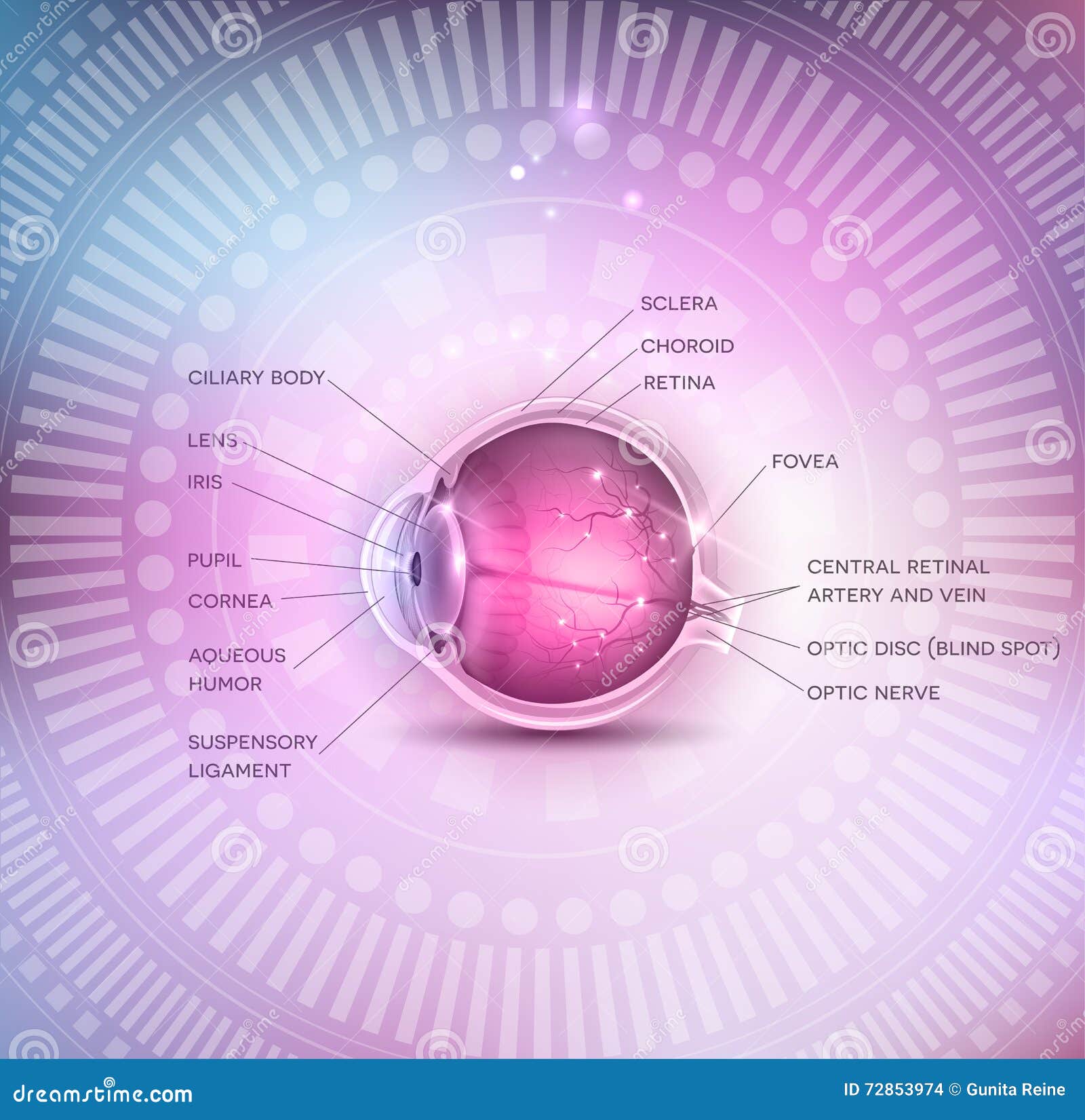 Normal Eye Anatomy Vector Illustration | CartoonDealer.com #72853974