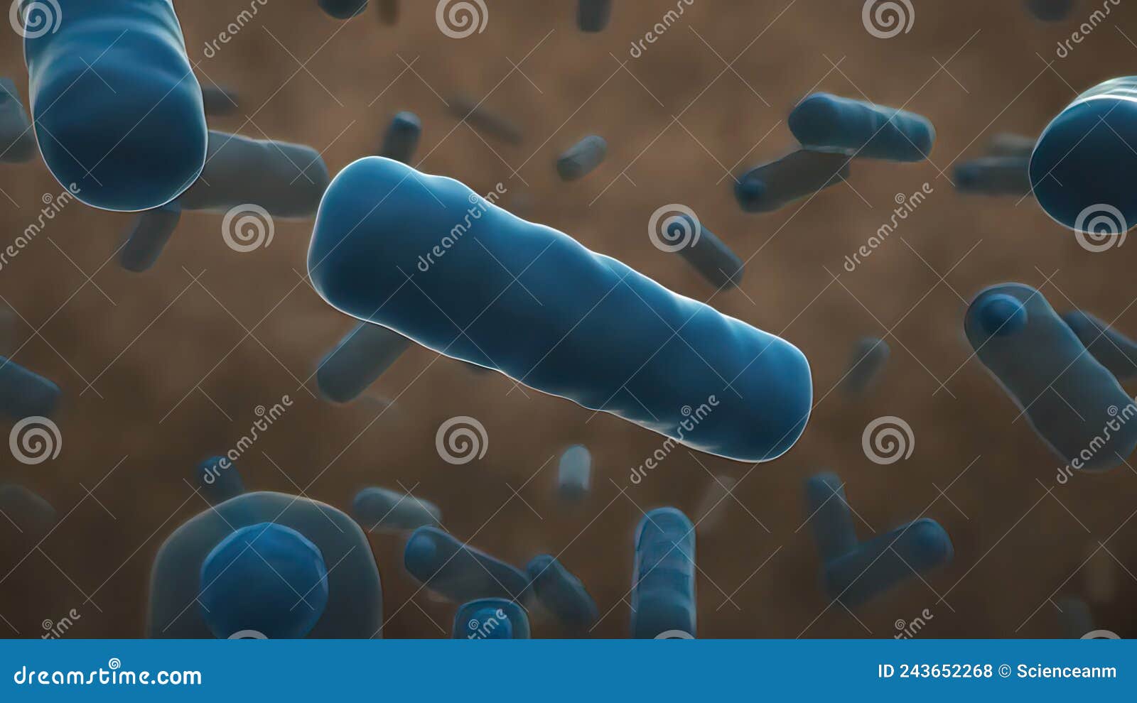 Normal Flora Of Small Intestine Lactic Acid Bacteria Probiotic Bacterium Stock Illustration