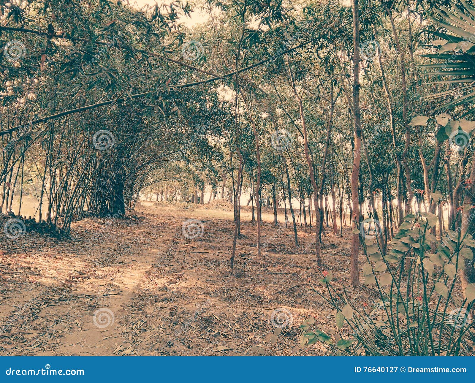 Normal forest stock image. Image of museum, kolkata, bardwan - 76640127