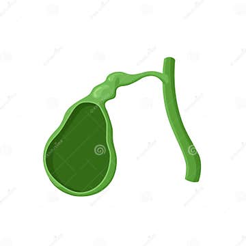 Normal Gallbladder Anatomy. Structure of the Gallbladder and Its Cavity ...