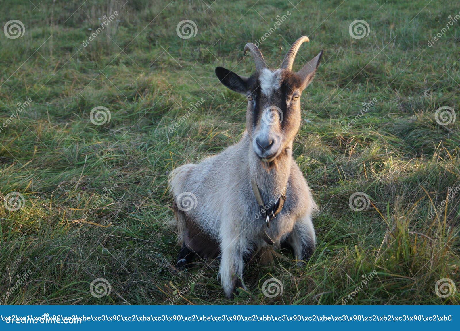 Normal Goats Stock Photos - Free & Royalty-Free Stock Photos from ...