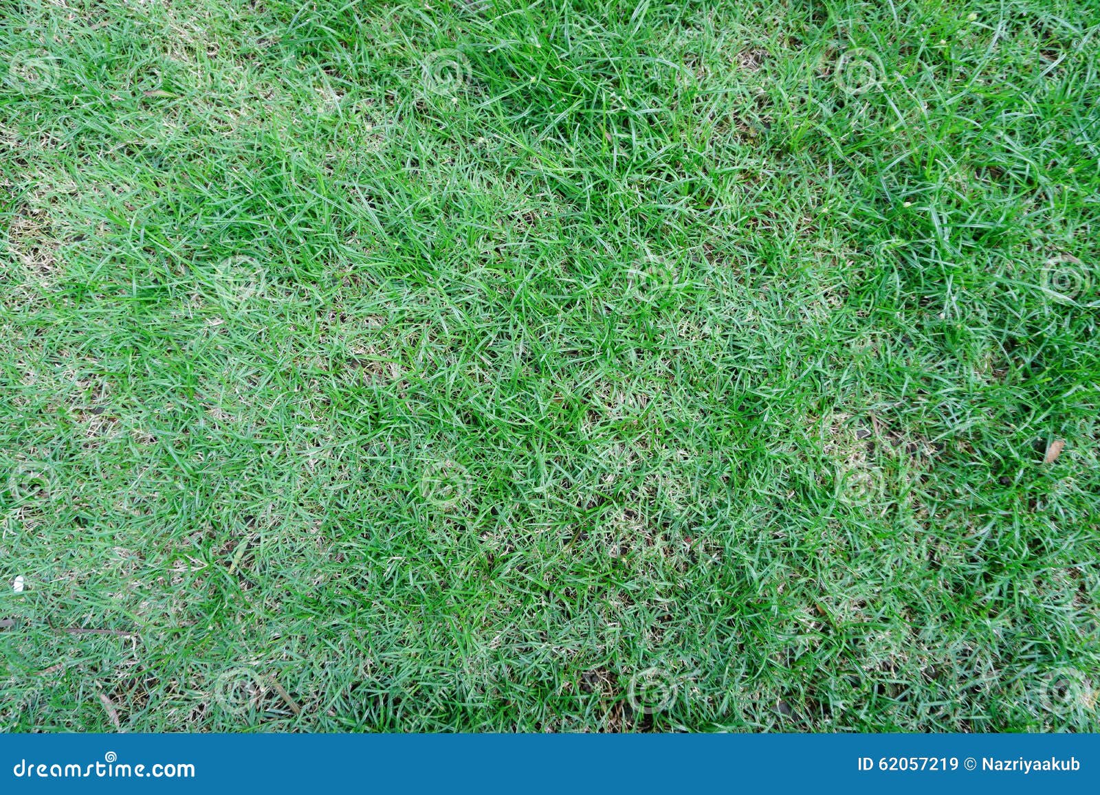 Normal Grass on the Playing Field Stock Image - Image of field, icon ...