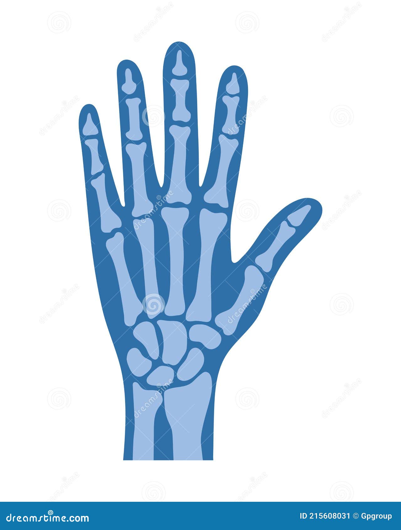 Normal hand joints stock vector. Illustration of orthopedic - 215608031
