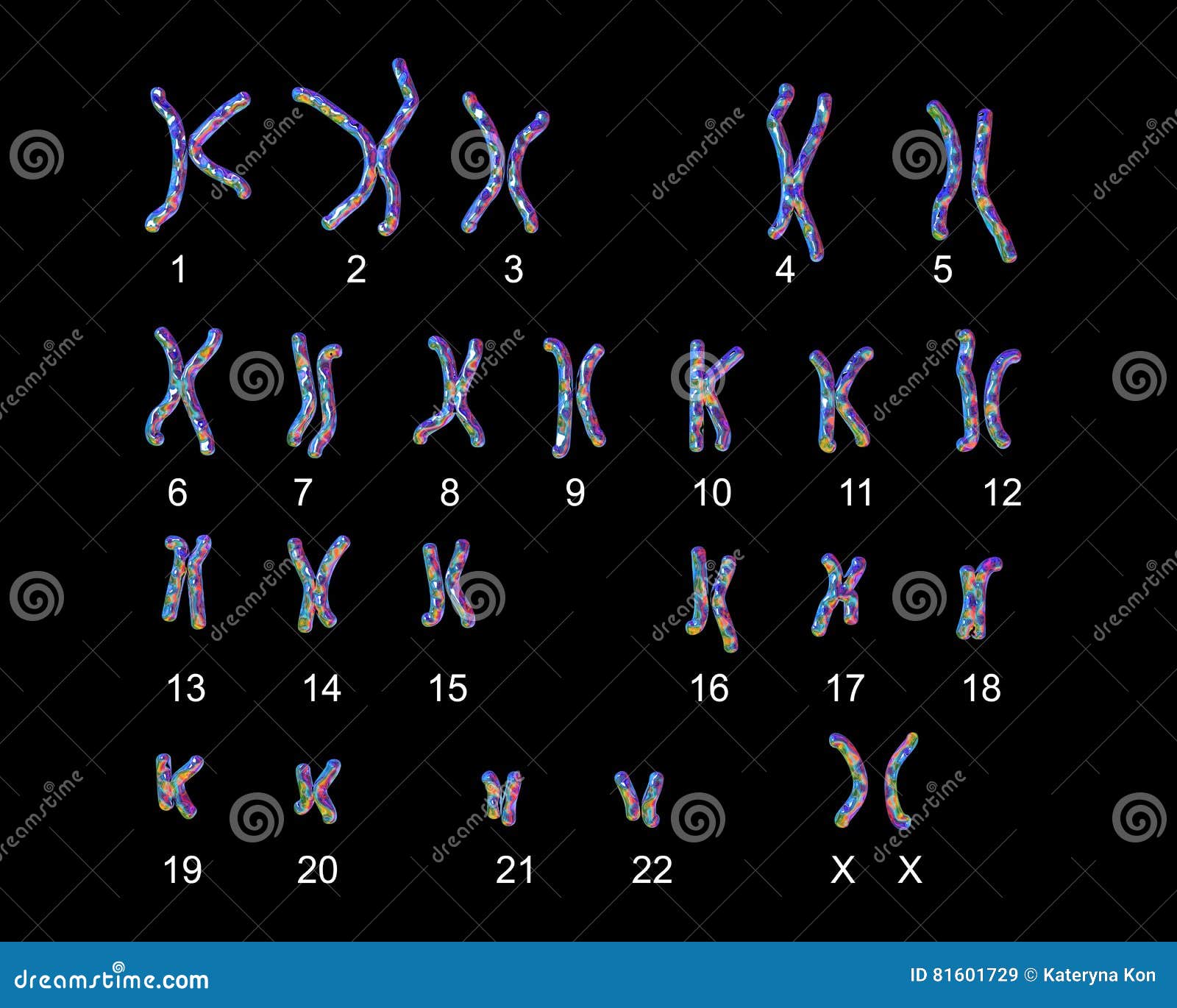 Normal Human Female Karyotype Stock Illustration - Illustration of ...