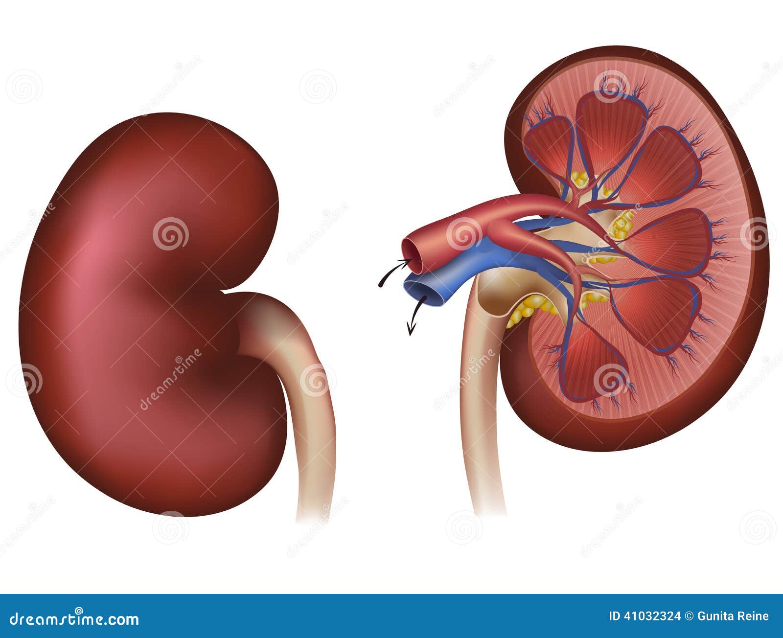 [DIAGRAM] Diagram Of Normal Kidney - MYDIAGRAM.ONLINE