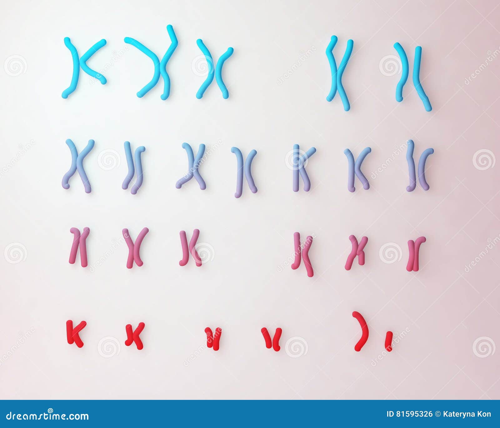 Normal Human Male Karyotype Stock Illustration - Illustration of ...