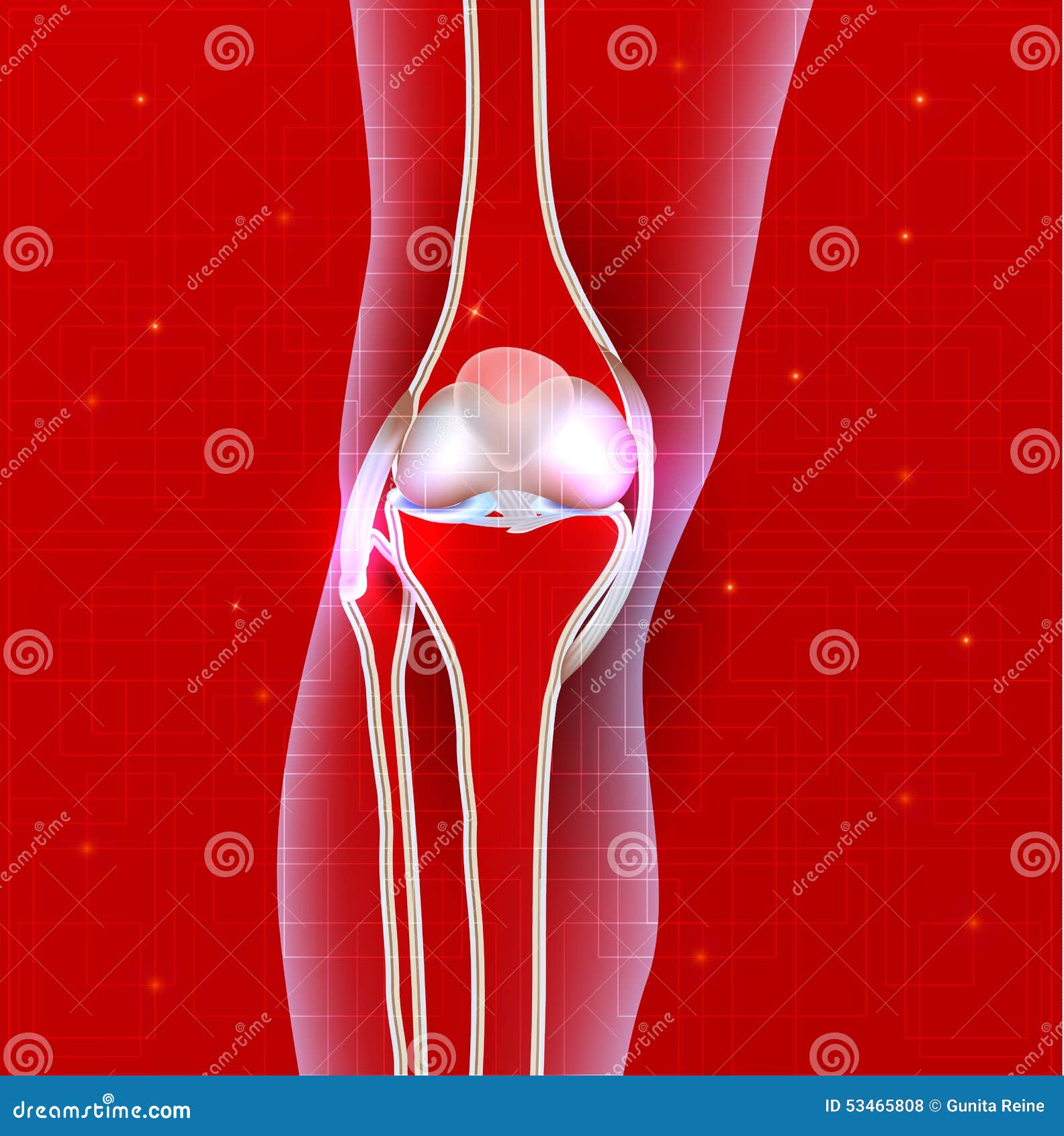 Normal Knee Joint Abstract Red Background Vector Illustration ...