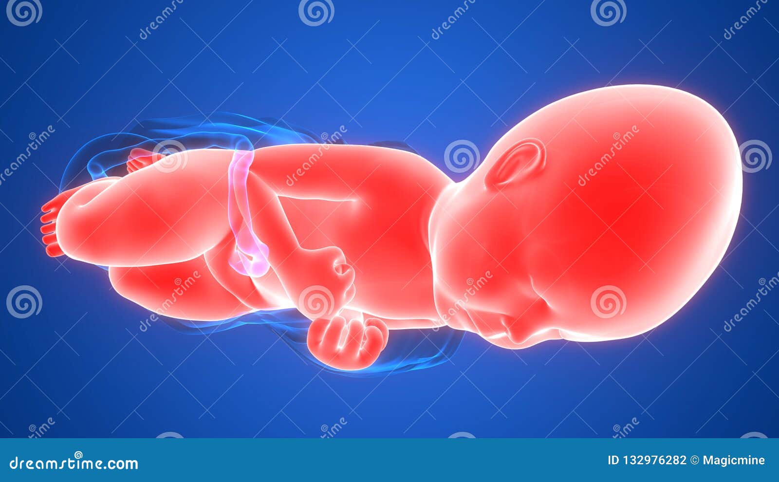 Normal Birth Vector Illustration | CartoonDealer.com #24862460